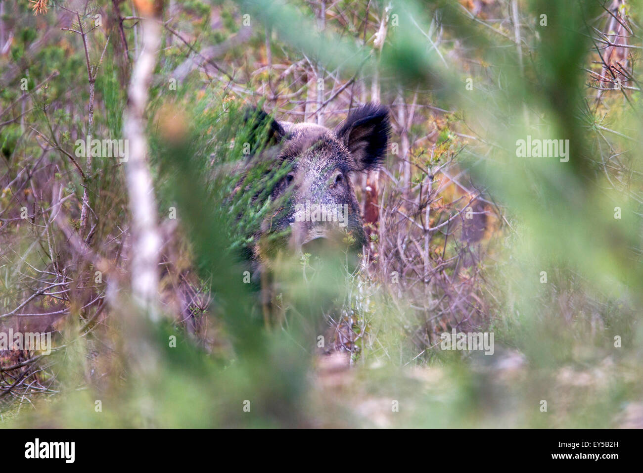 Wild Boar male undergrowth - France Private park Stock Photo - Alamy