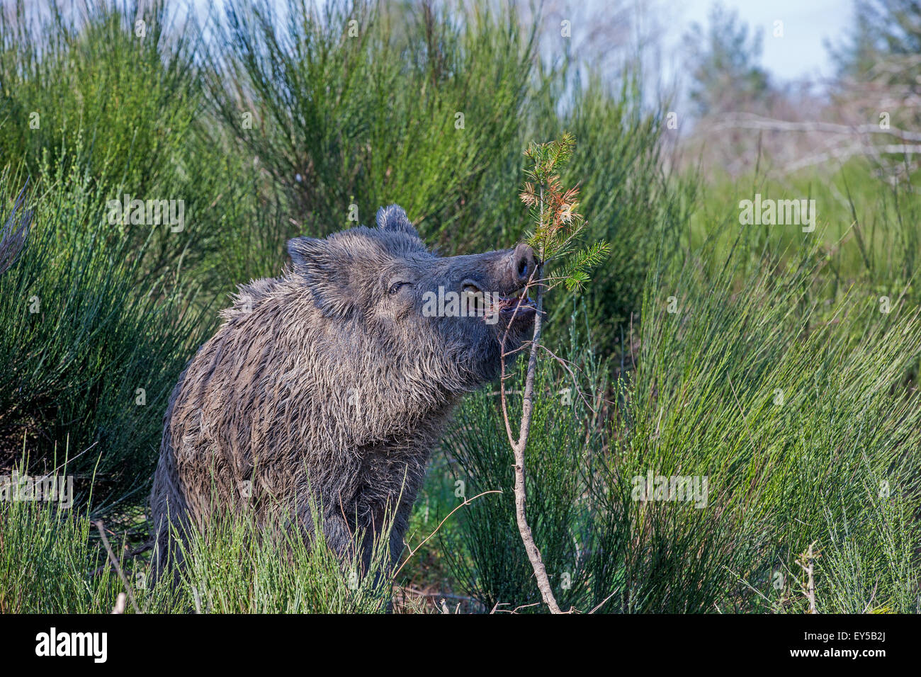 Wild Boar male marking its territory - France Private park Stock Photo ...