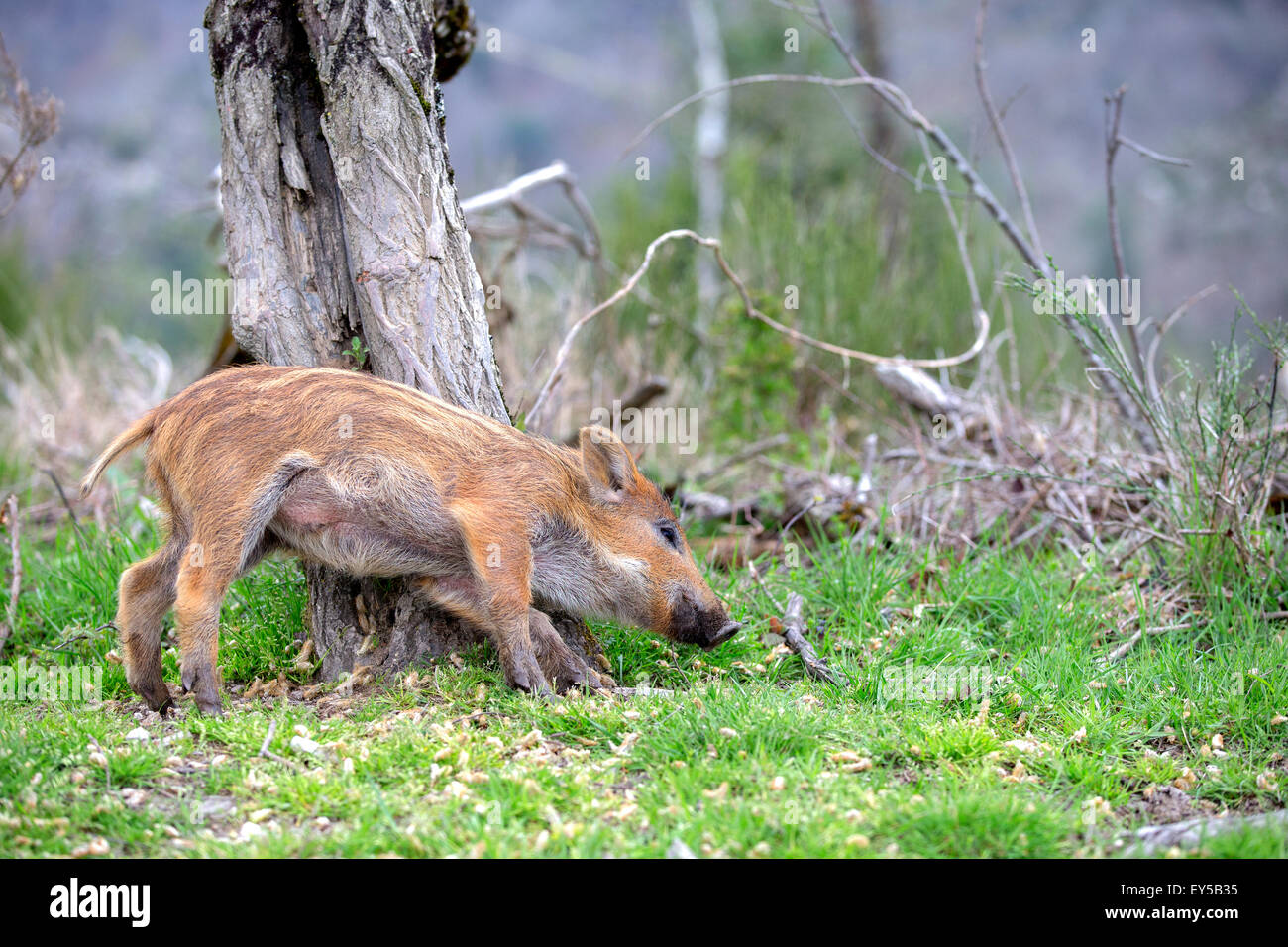 Young Wild Boar scratching on a tree trunk - France Private park Stock ...