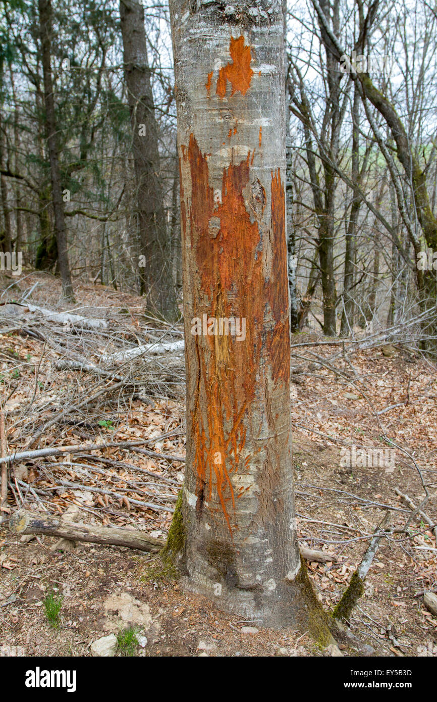 Damage of Red Deer on a trunk - France Private park Stock Photo - Alamy