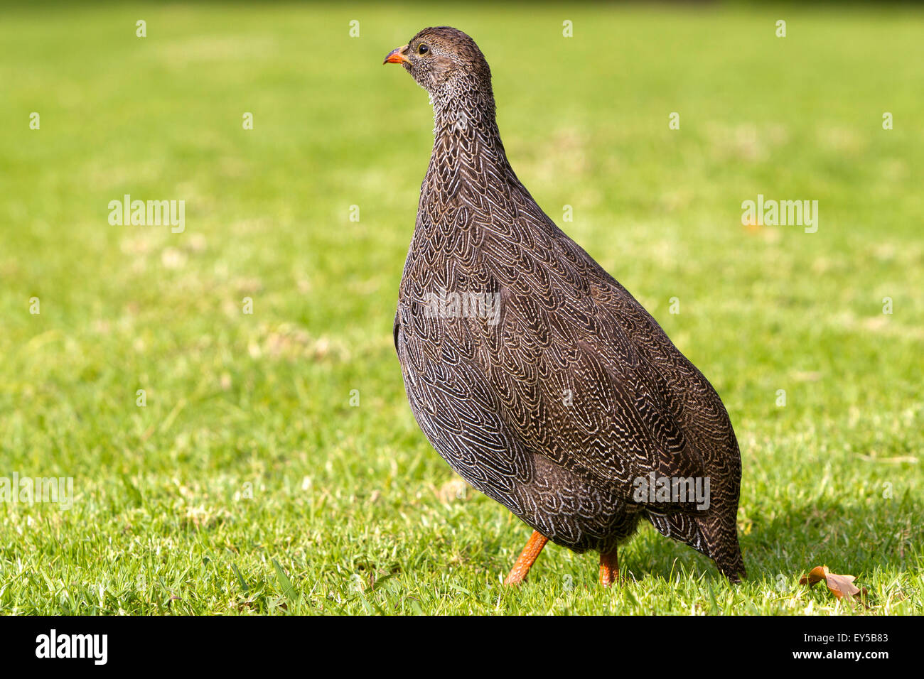 Spurfowl bird hi-res stock photography and images - Alamy