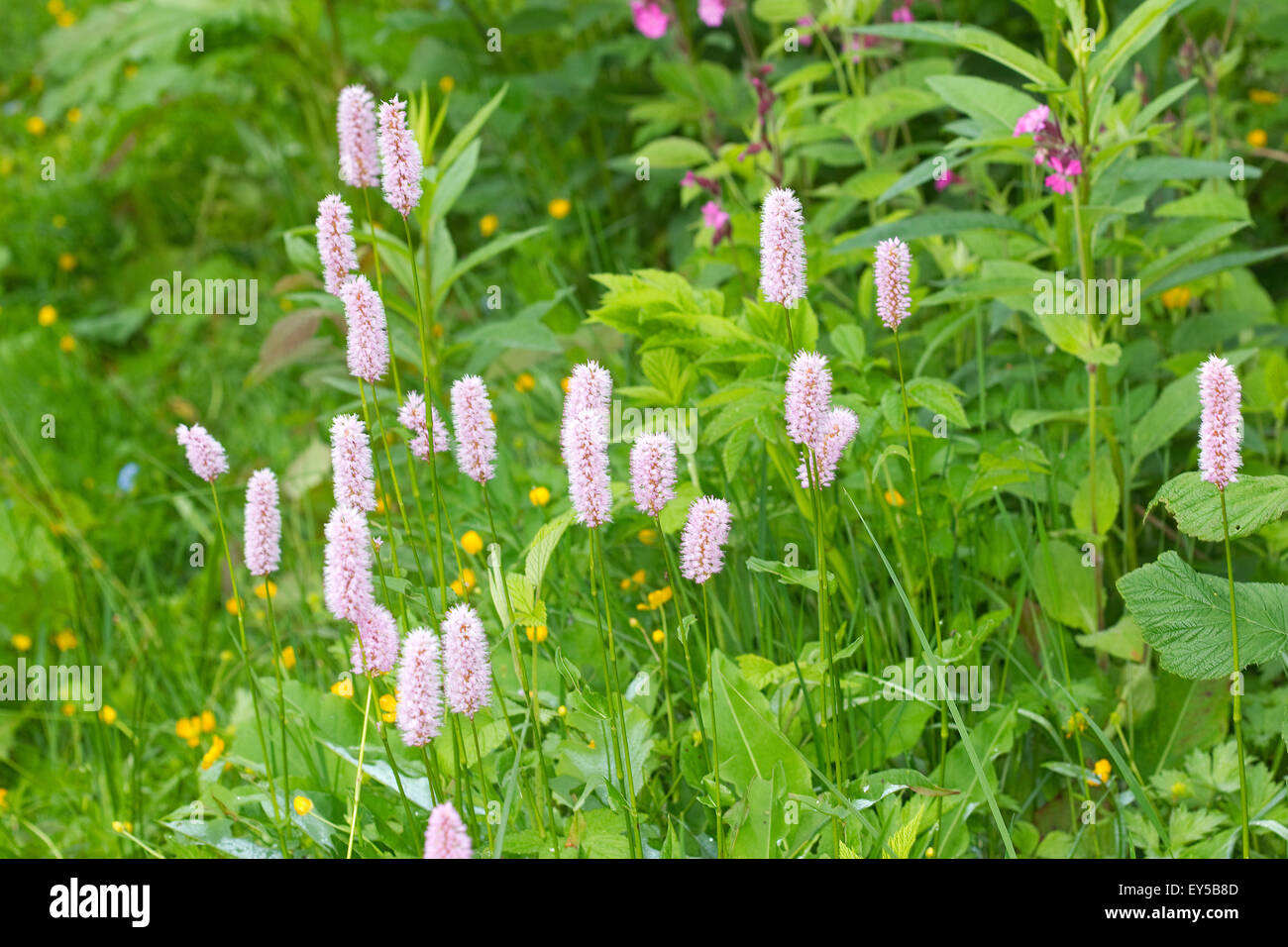 Bistort polygonum bistorta flower hi-res stock photography and images ...