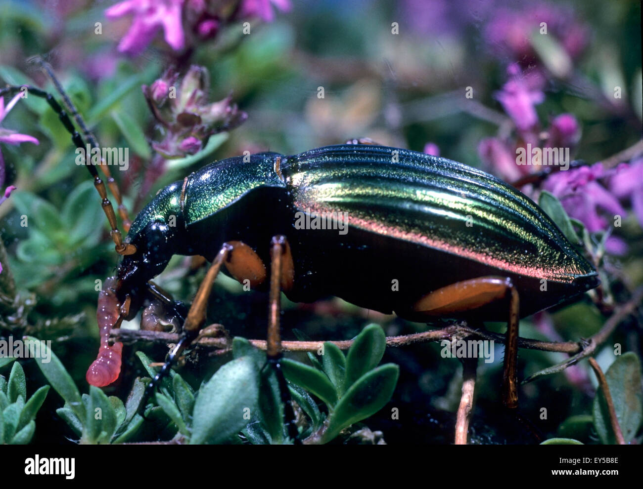 Golden ground beetle hi-res stock photography and images - Alamy