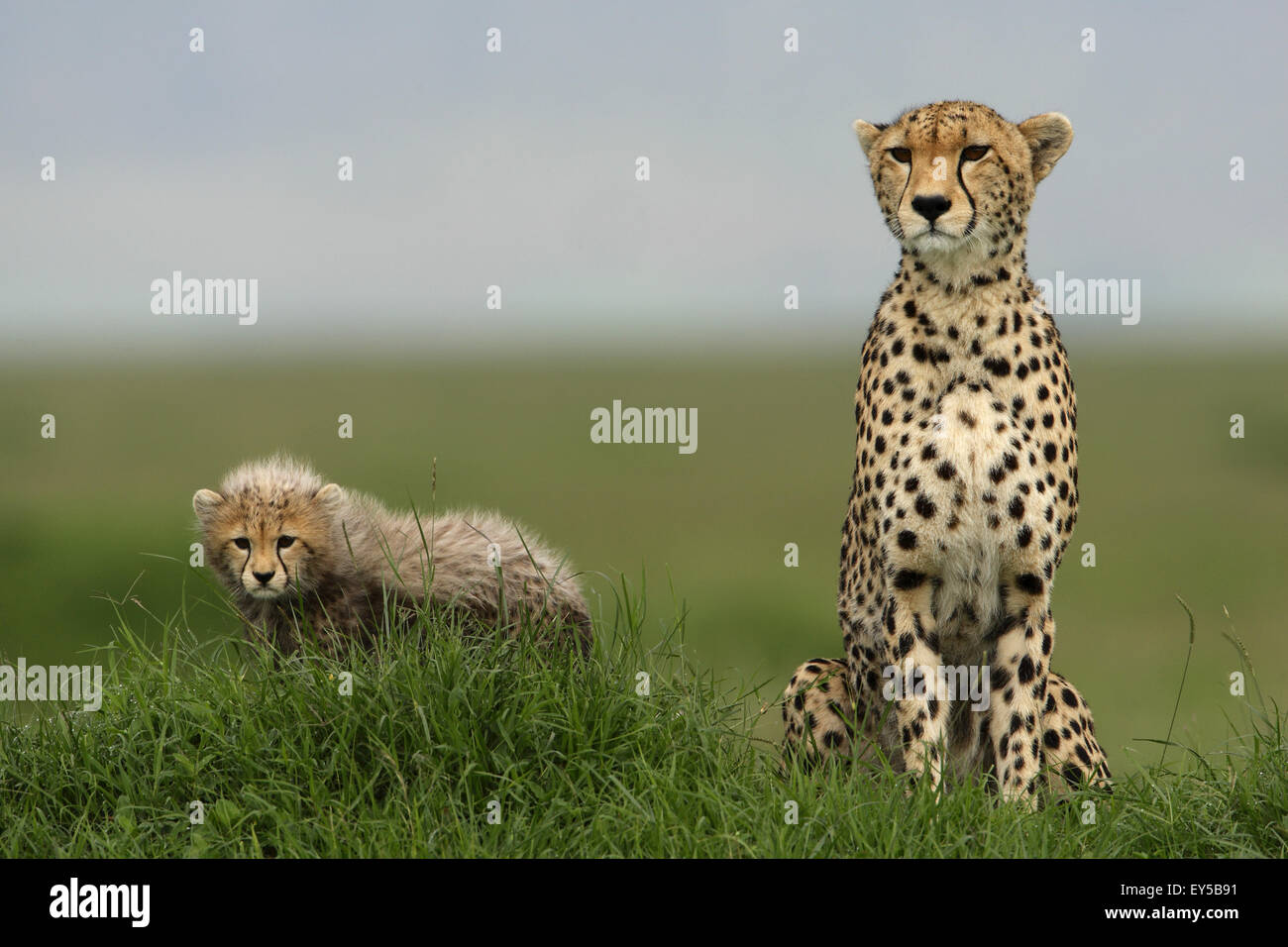 Cheetah and young in savanna - East Africa Stock Photo - Alamy