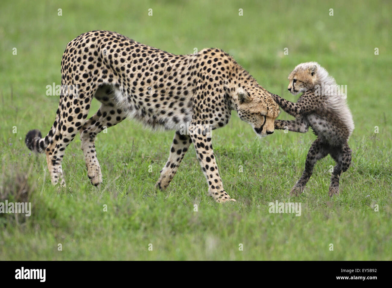Cheetah and young in savanna - East Africa Stock Photo - Alamy