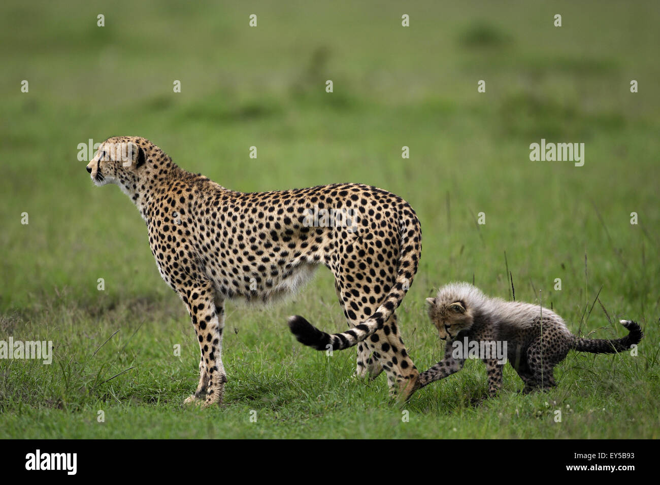 Cheetah and young in savanna - East Africa Stock Photo - Alamy