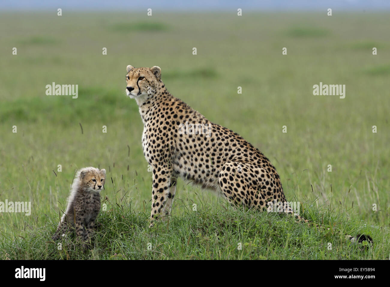 Cheetah and young in savanna - East Africa Stock Photo - Alamy