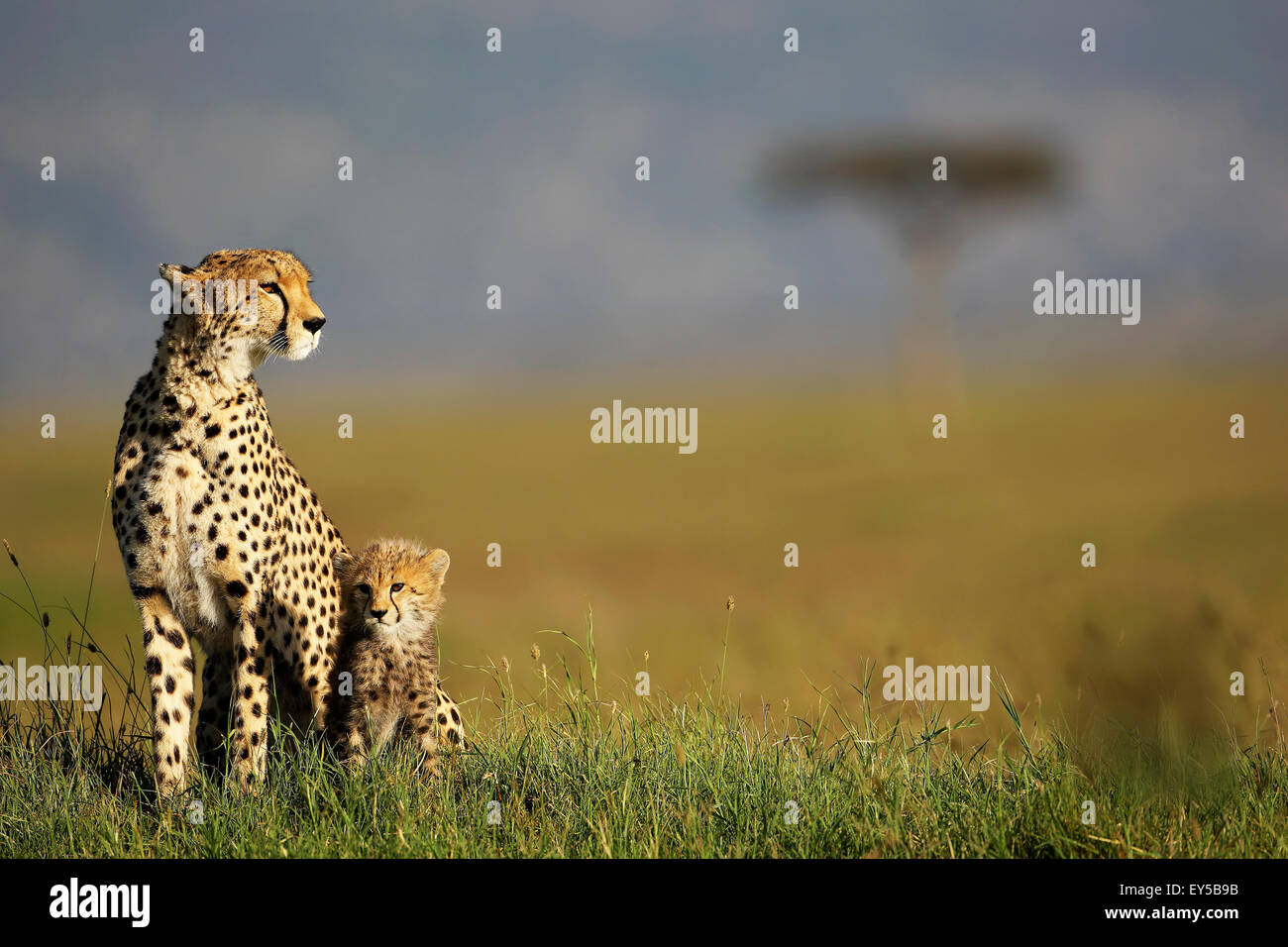 Cheetah and young in savanna - East Africa Stock Photo - Alamy