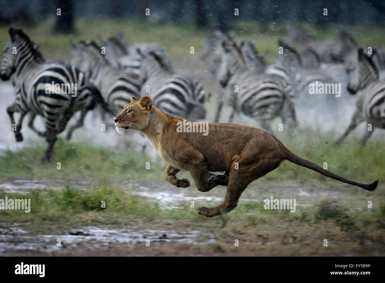 Lion attacking Zebras - East Africa Stock Photo - Alamy