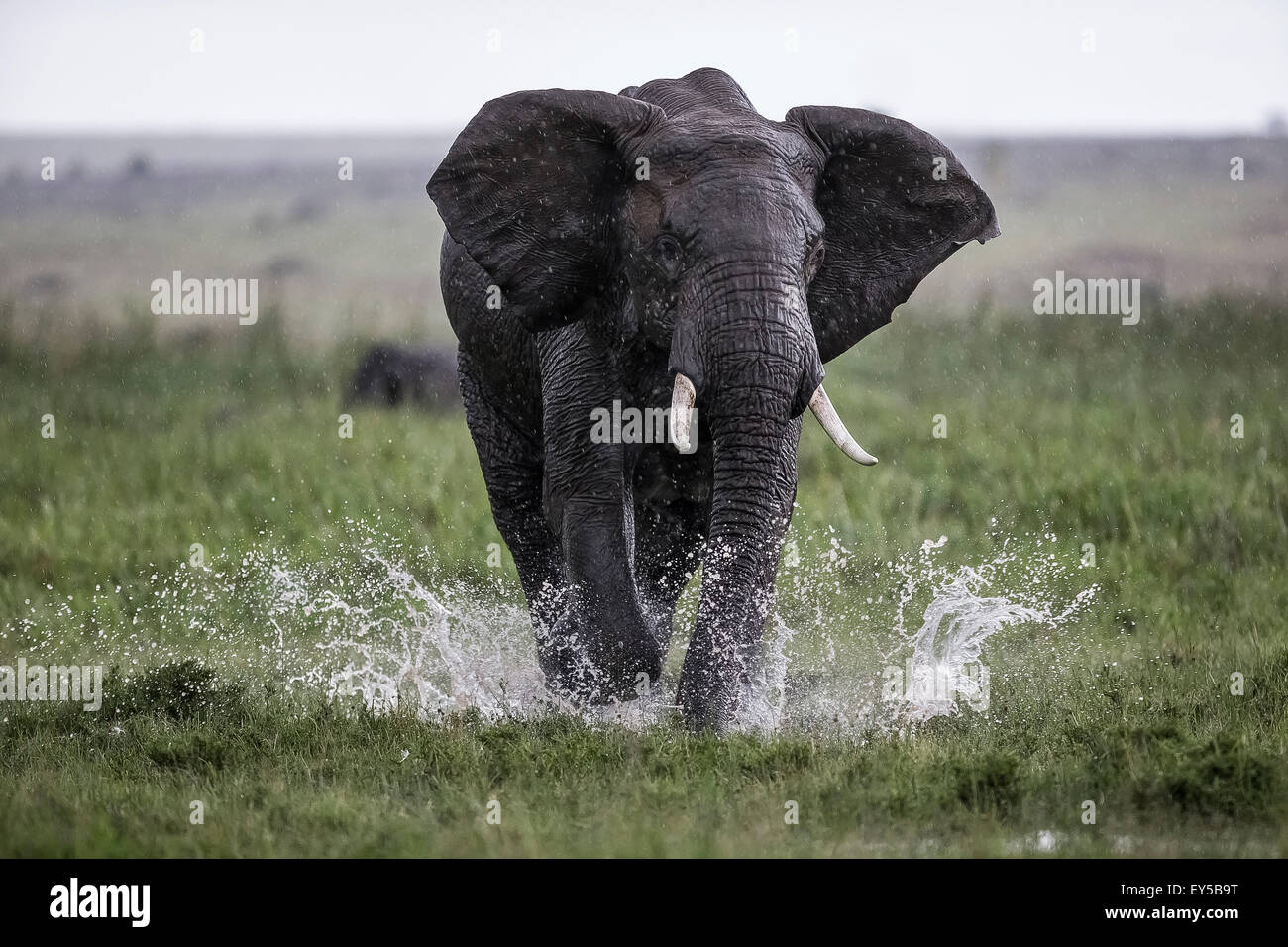 African elephant running in a swamp - East Africa Stock Photo - Alamy