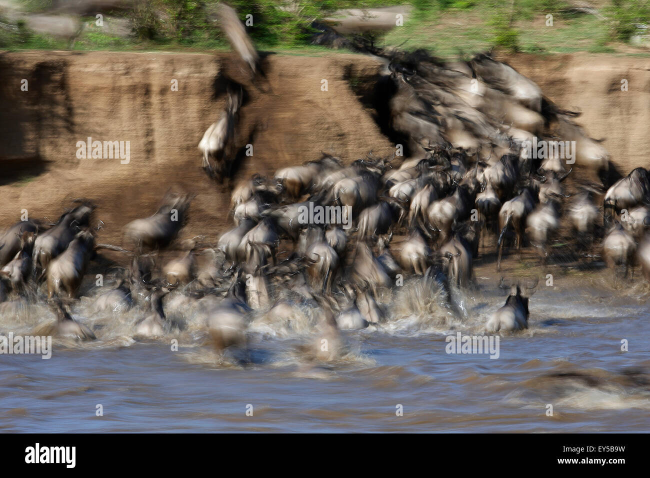Blue wildebeest crossing a river - East Africa Stock Photo - Alamy
