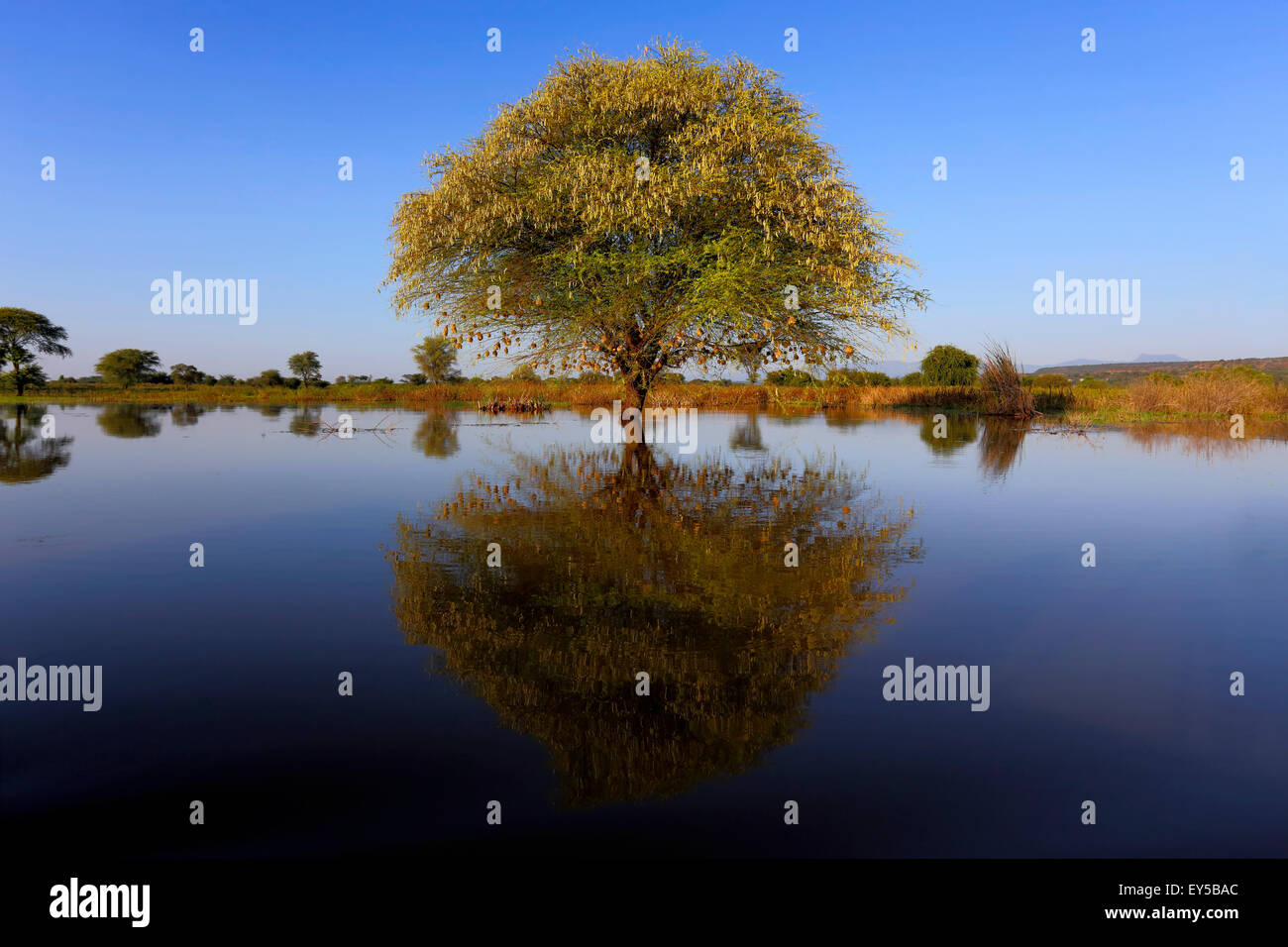 Tree and its reflection at dawn - East Africa Stock Photo - Alamy
