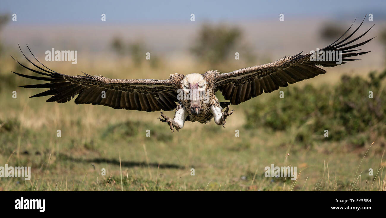 African White-backed Vulture in flight - East Africa Stock Photo - Alamy