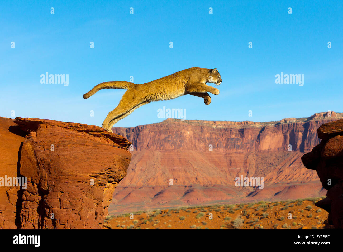 Puma jumping from a rock - Utah USA Stock Photo - Alamy