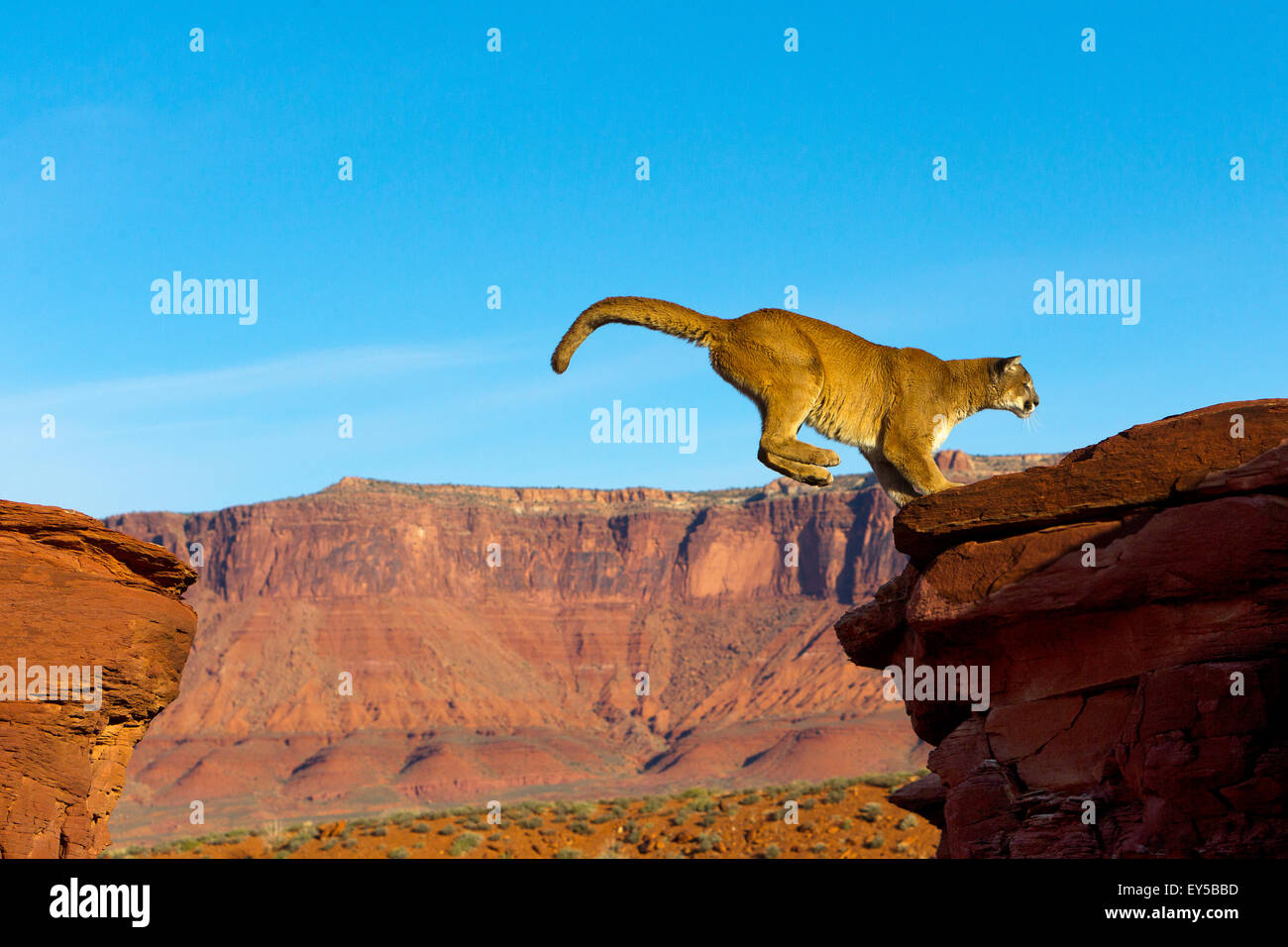 Puma jumping on a rock - Utah USA Stock Photo - Alamy