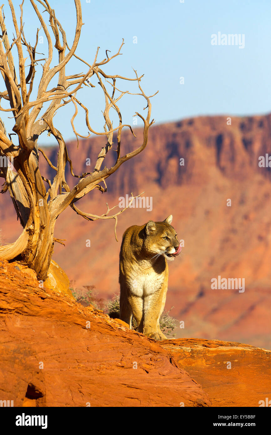 Puma on a rock and dead tree - Utah USA Stock Photo - Alamy