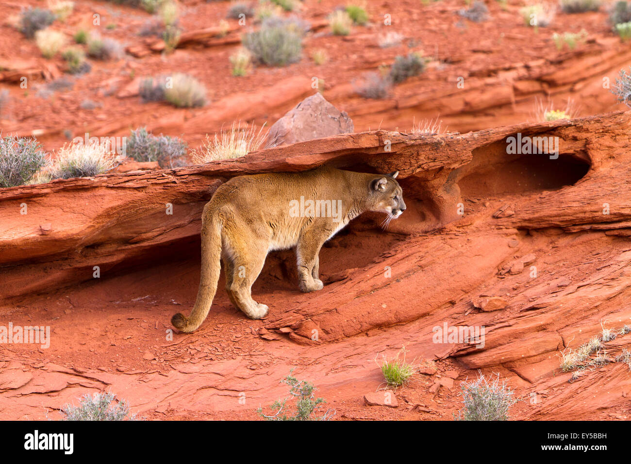 Rock Shelter High Resolution Stock Photography and Images - Alamy