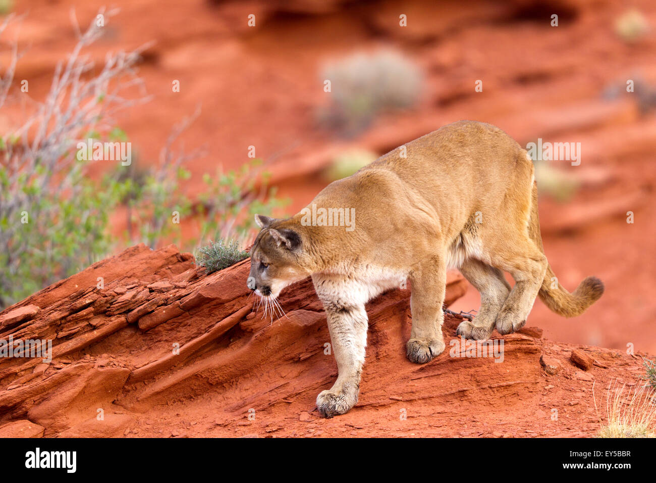 Puma walking on rock - Utah USA Stock Photo - Alamy