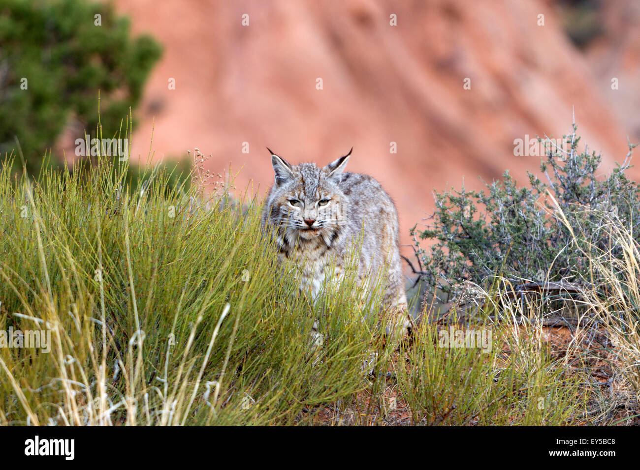 Bobcat in the bushes - Utah USA Stock Photo - Alamy