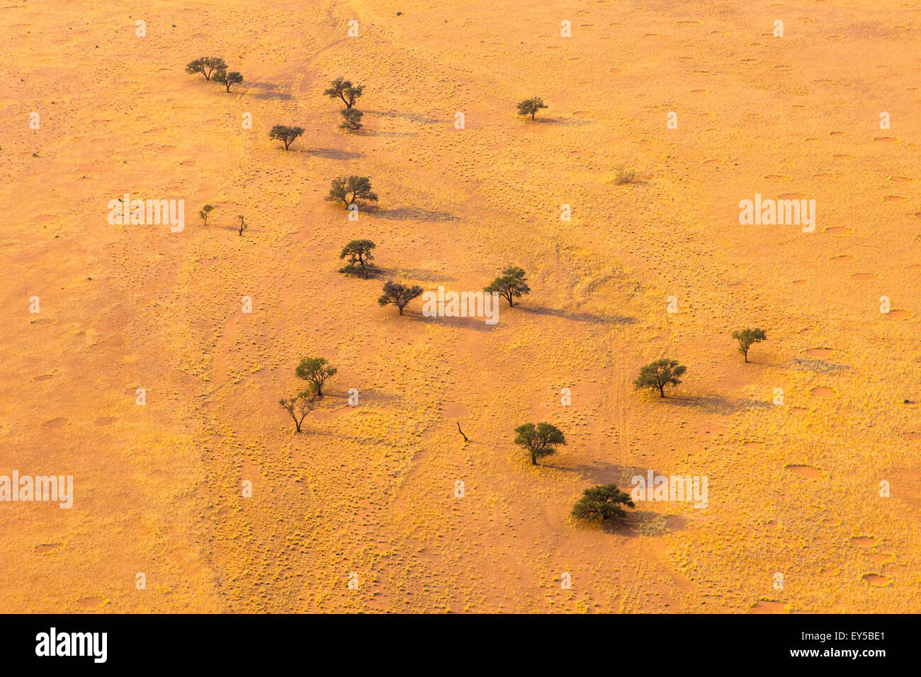 Trees in the Namib Desert - Namibia Stock Photo - Alamy