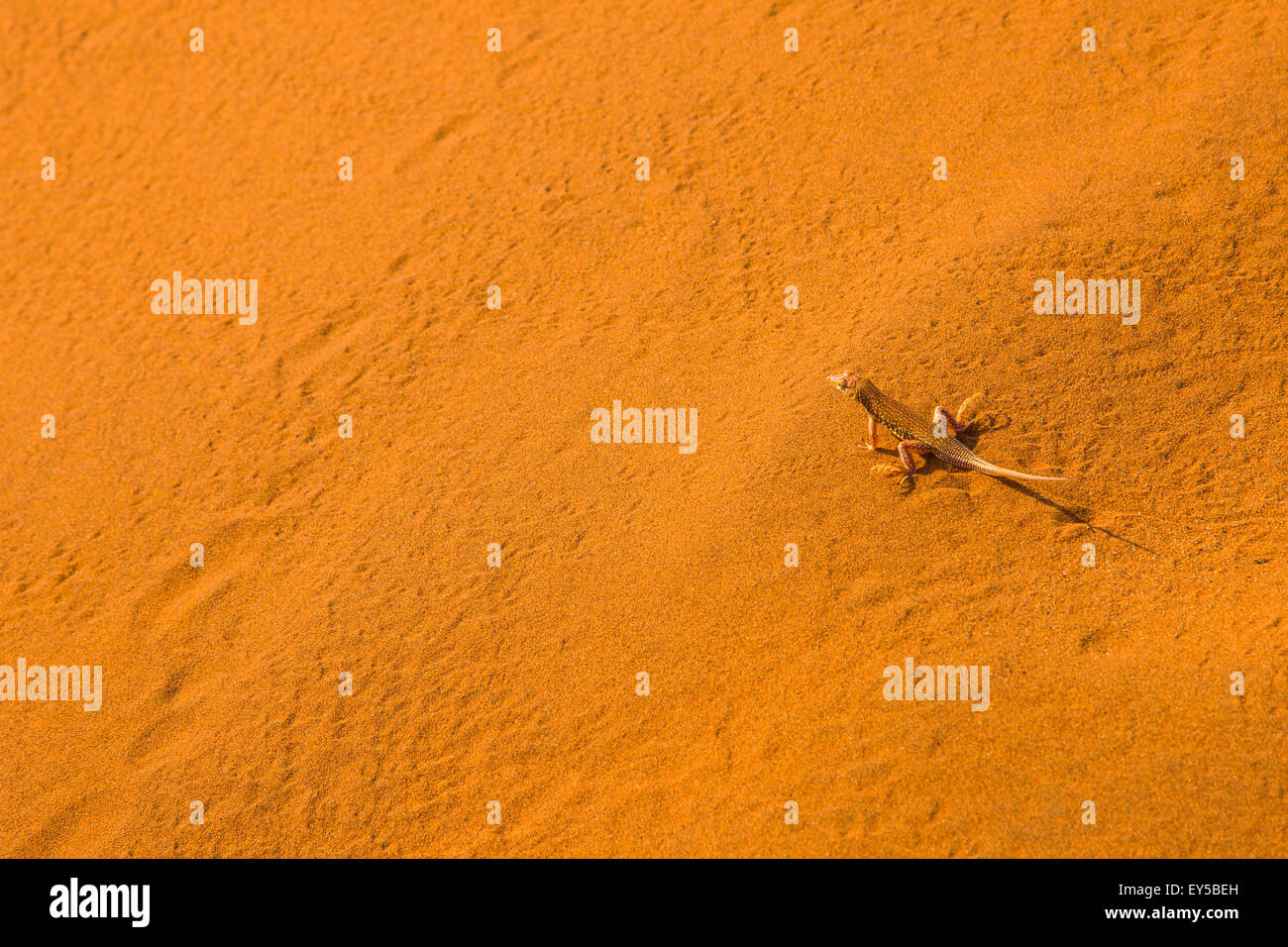 Dune Lizard - Sossusvlei Namib Desert Namibia Stock Photo - Alamy