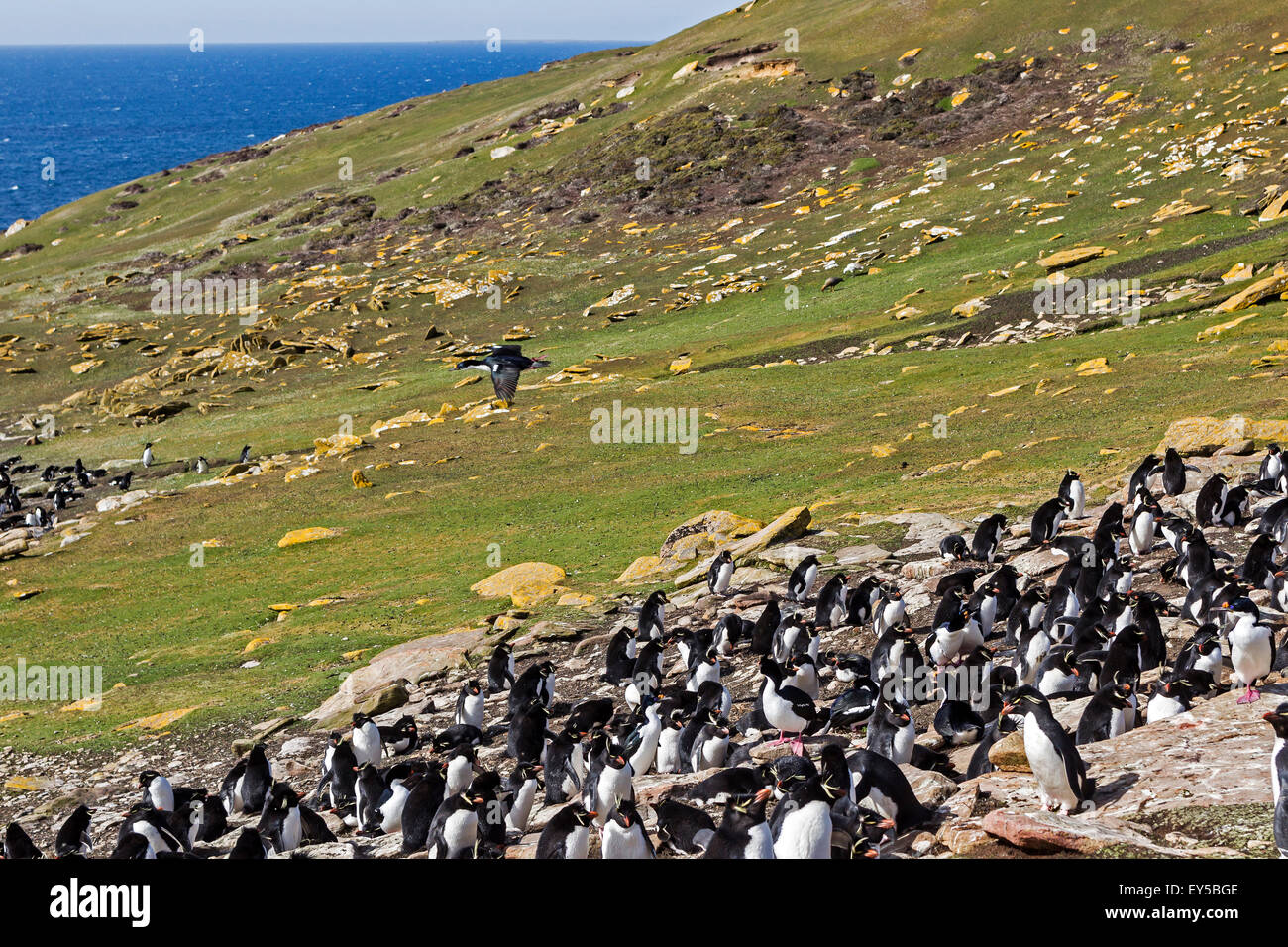 Rockhopper penguin colony - Falkland Islands Stock Photo - Alamy