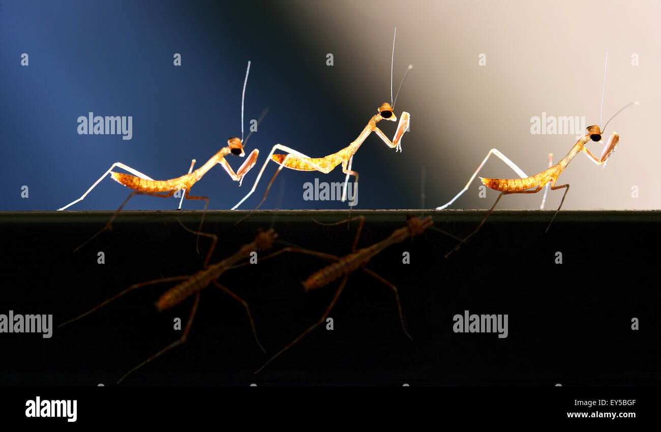 Mantids insect hi-res stock photography and images - Alamy