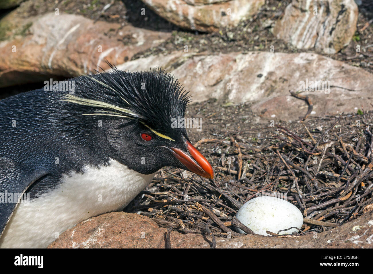 Penguin With Egg High Resolution Stock Photography and Images - Alamy