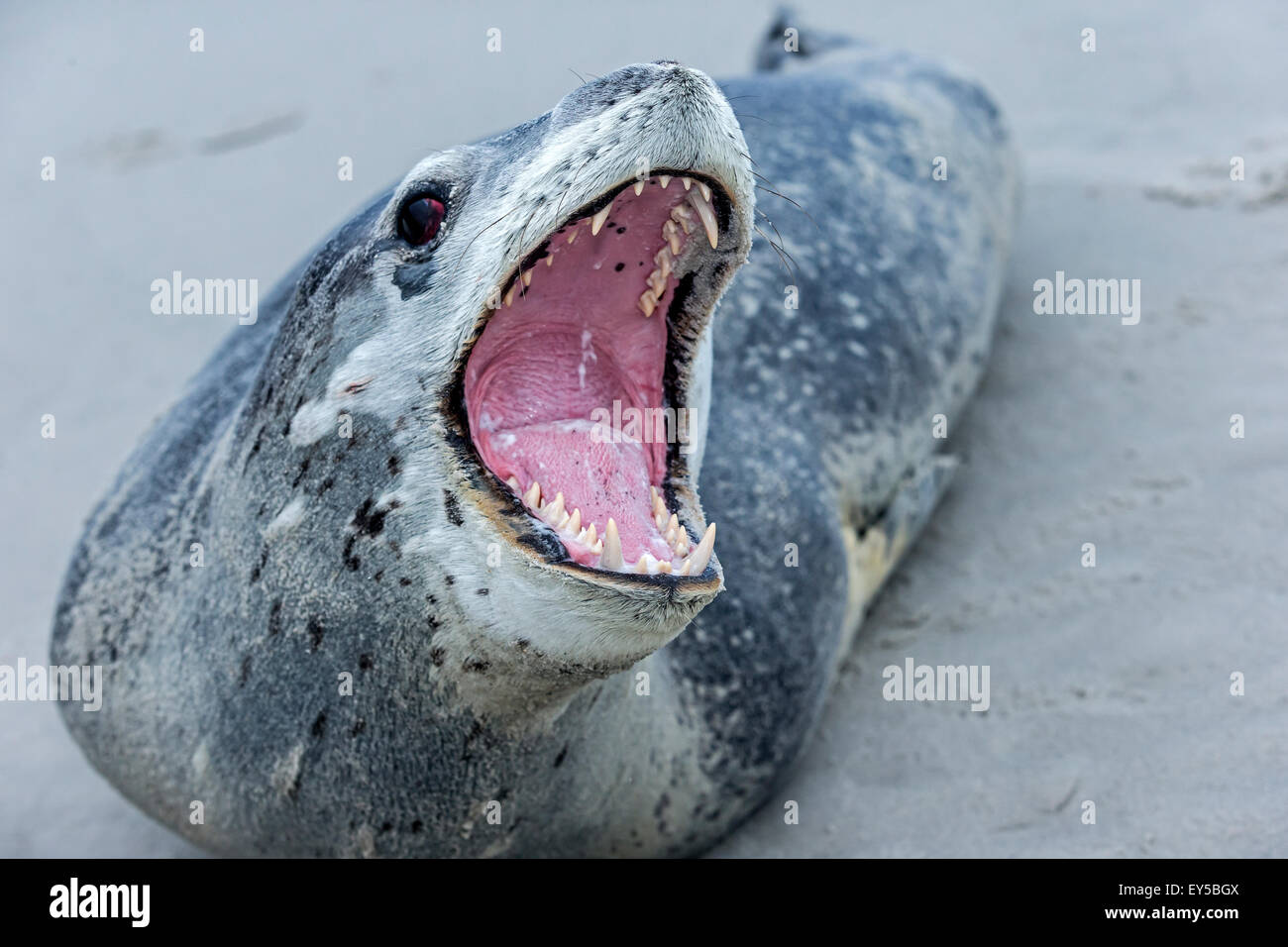 Sandy the seal hi-res stock photography and images - Alamy