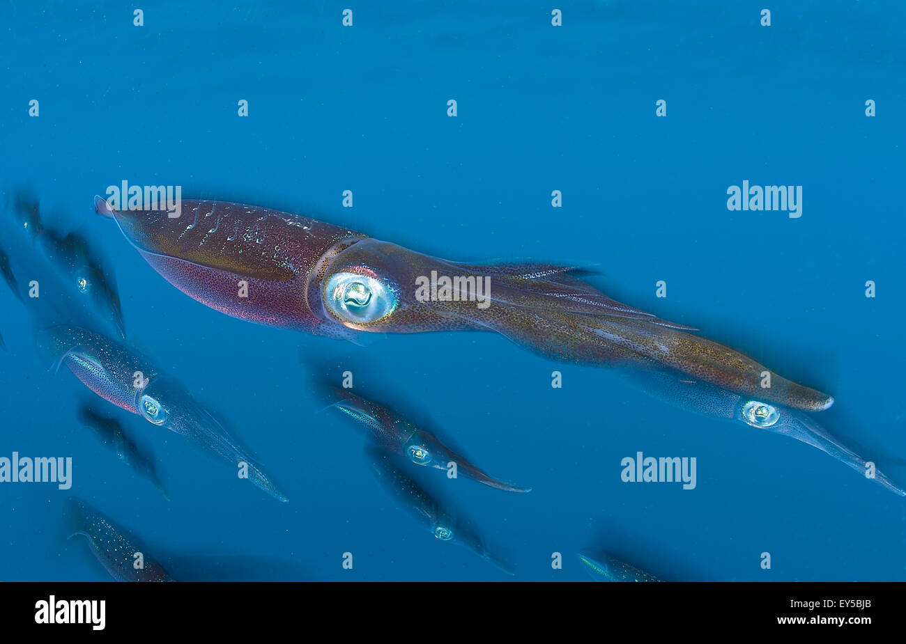 Bigfin reef squids hi-res stock photography and images - Alamy