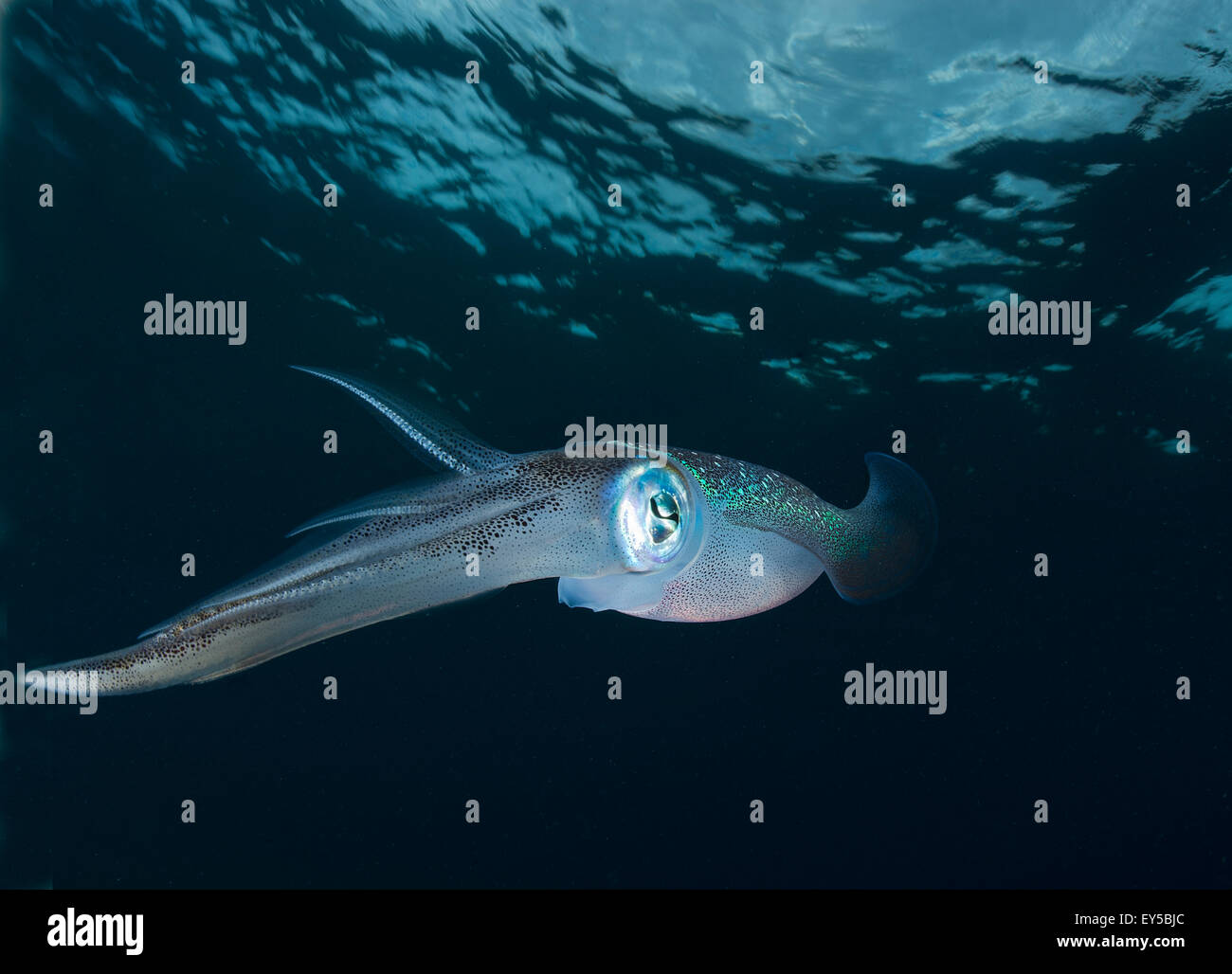 Bigfin reef Squids swimming under surface - Fiji Stock Photo - Alamy