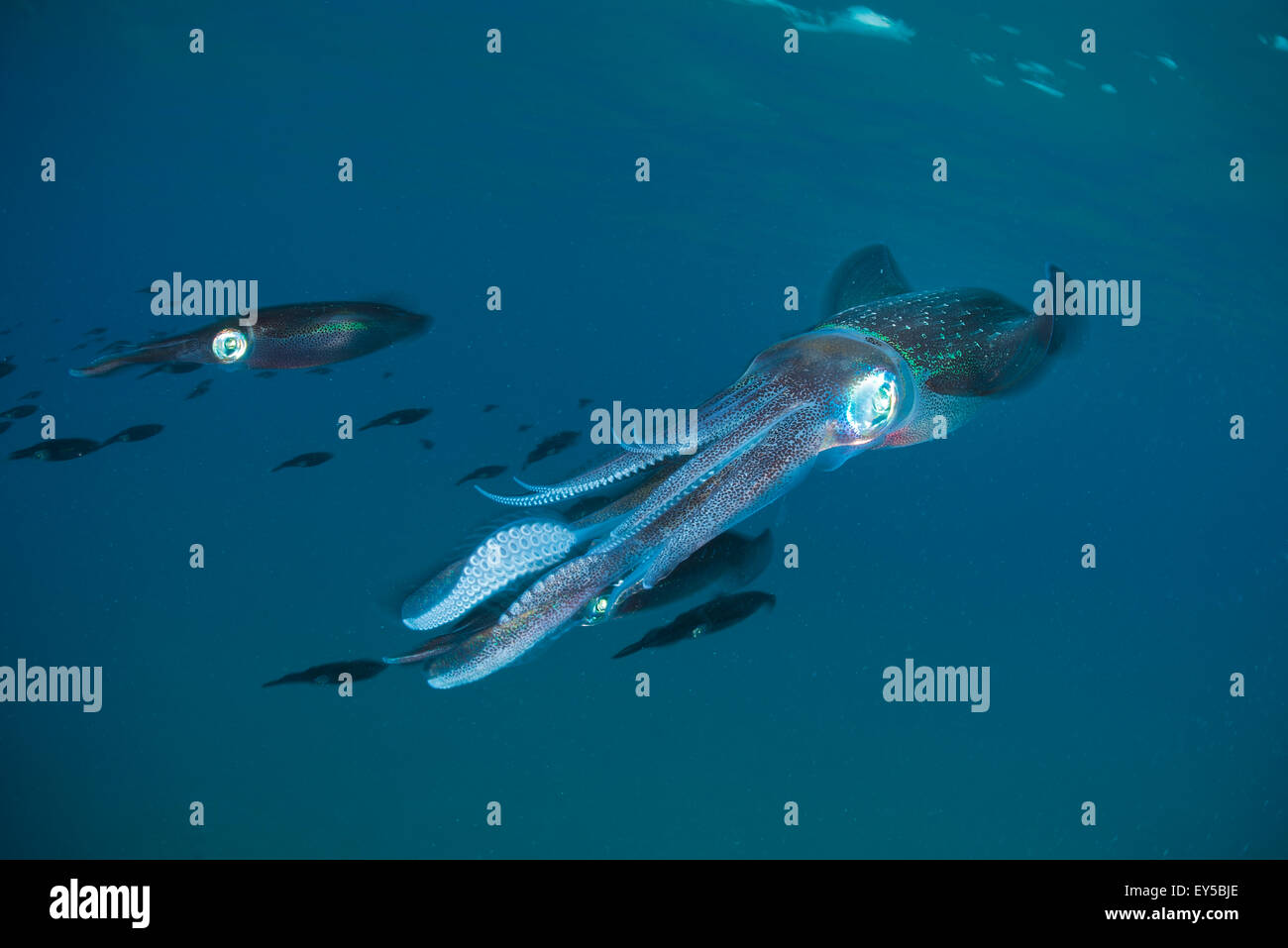 Bigfin reef Squids swimming under surface - Fiji Stock Photo - Alamy