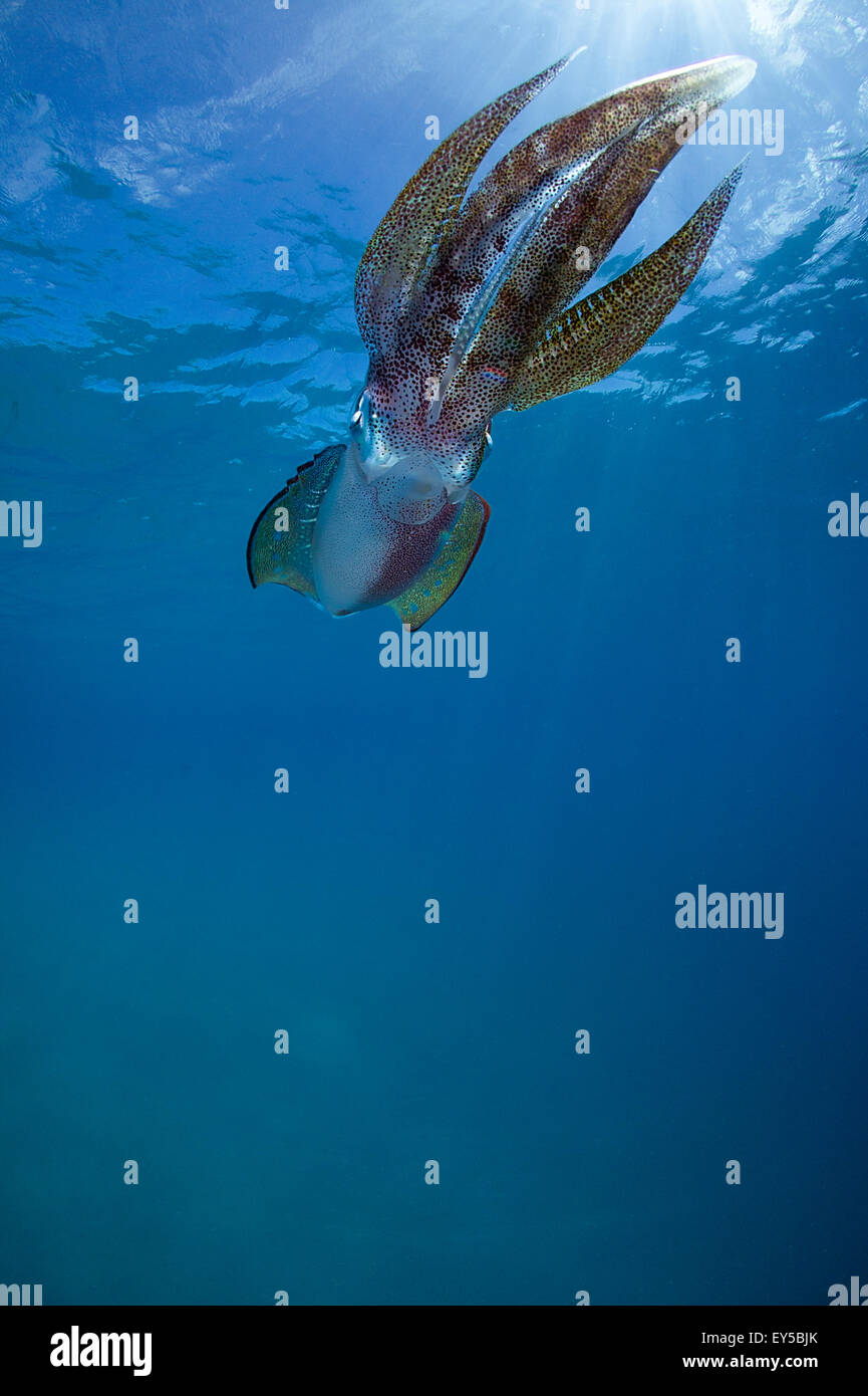 Bigfin reef Squid swimming under surface - Fiji Stock Photo - Alamy