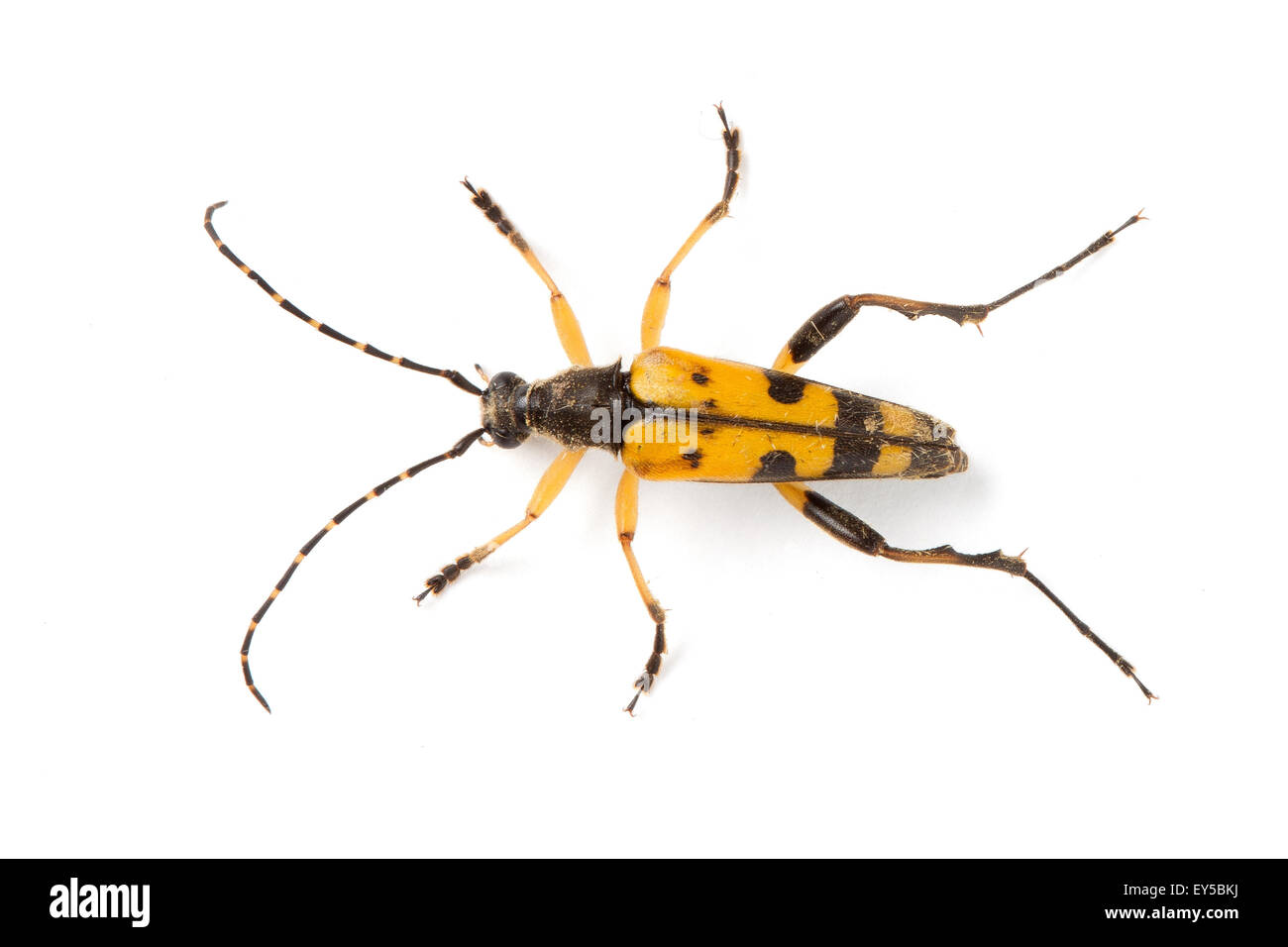 Long horned beetle hi-res stock photography and images - Alamy
