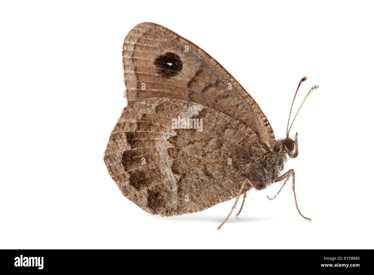 Satyr butterfly hi-res stock photography and images - Alamy