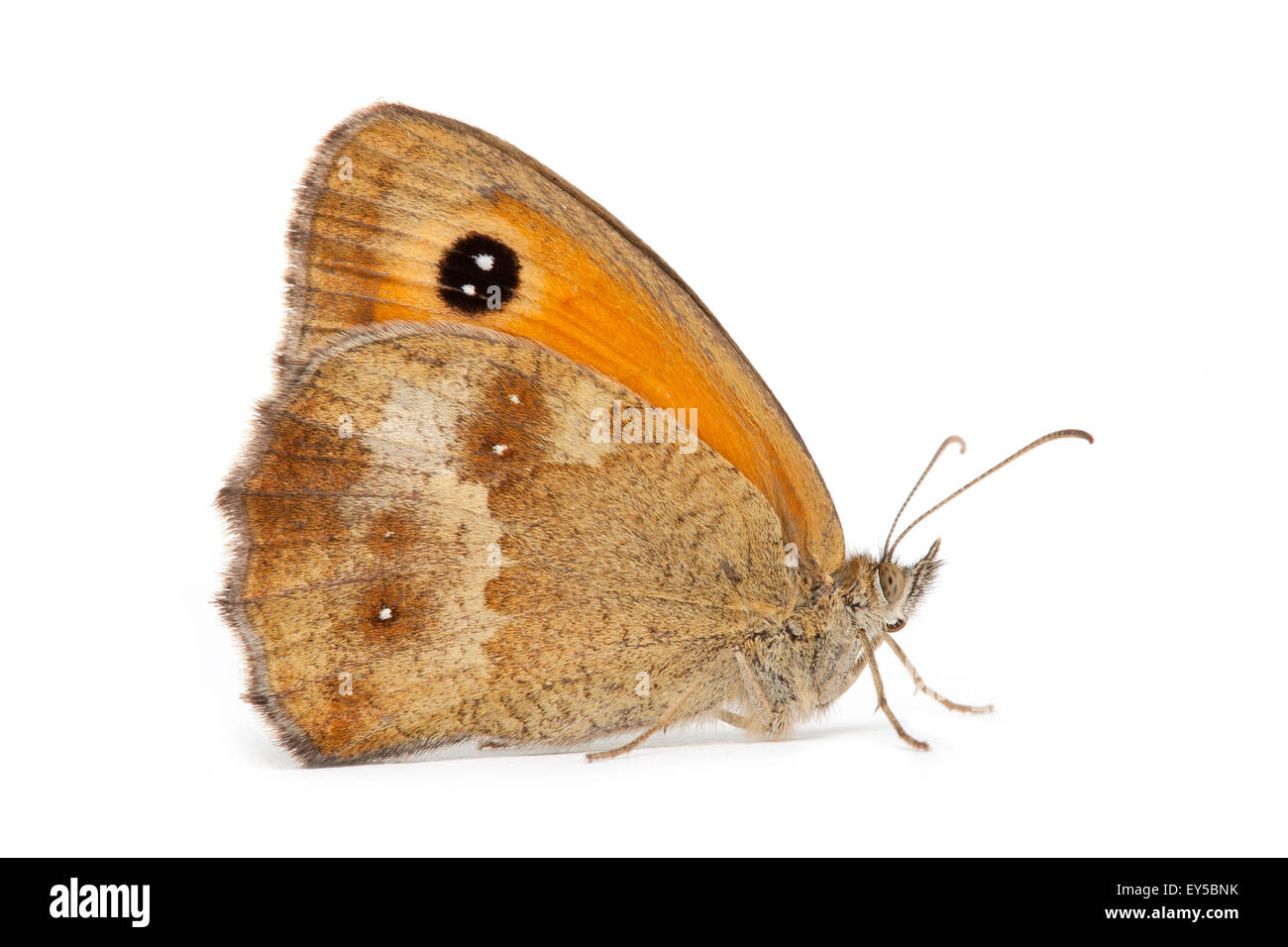 Gatekeeper butterfly Cut Out Stock Images & Pictures - Alamy