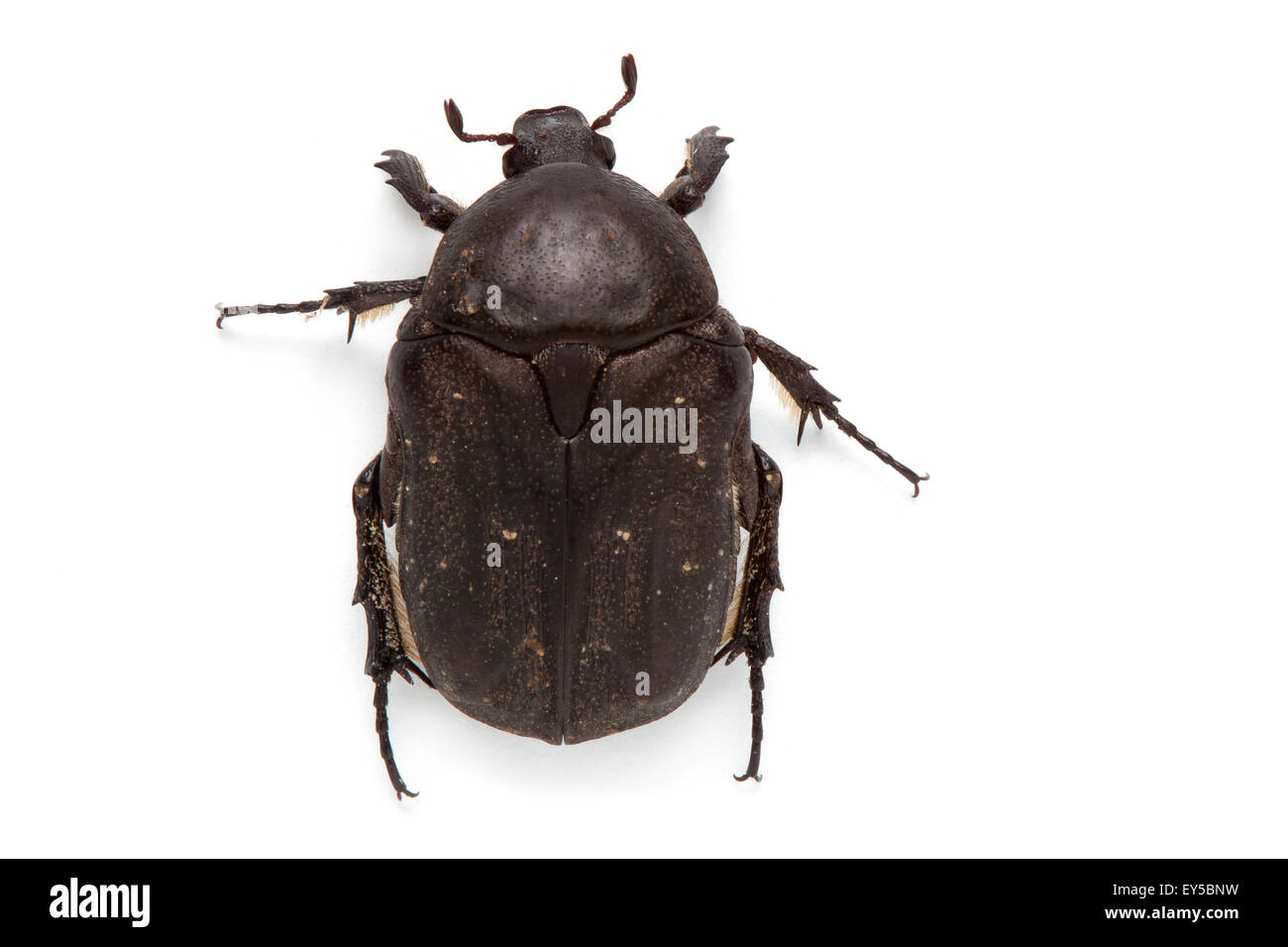 Protaetia morio hi-res stock photography and images - Alamy