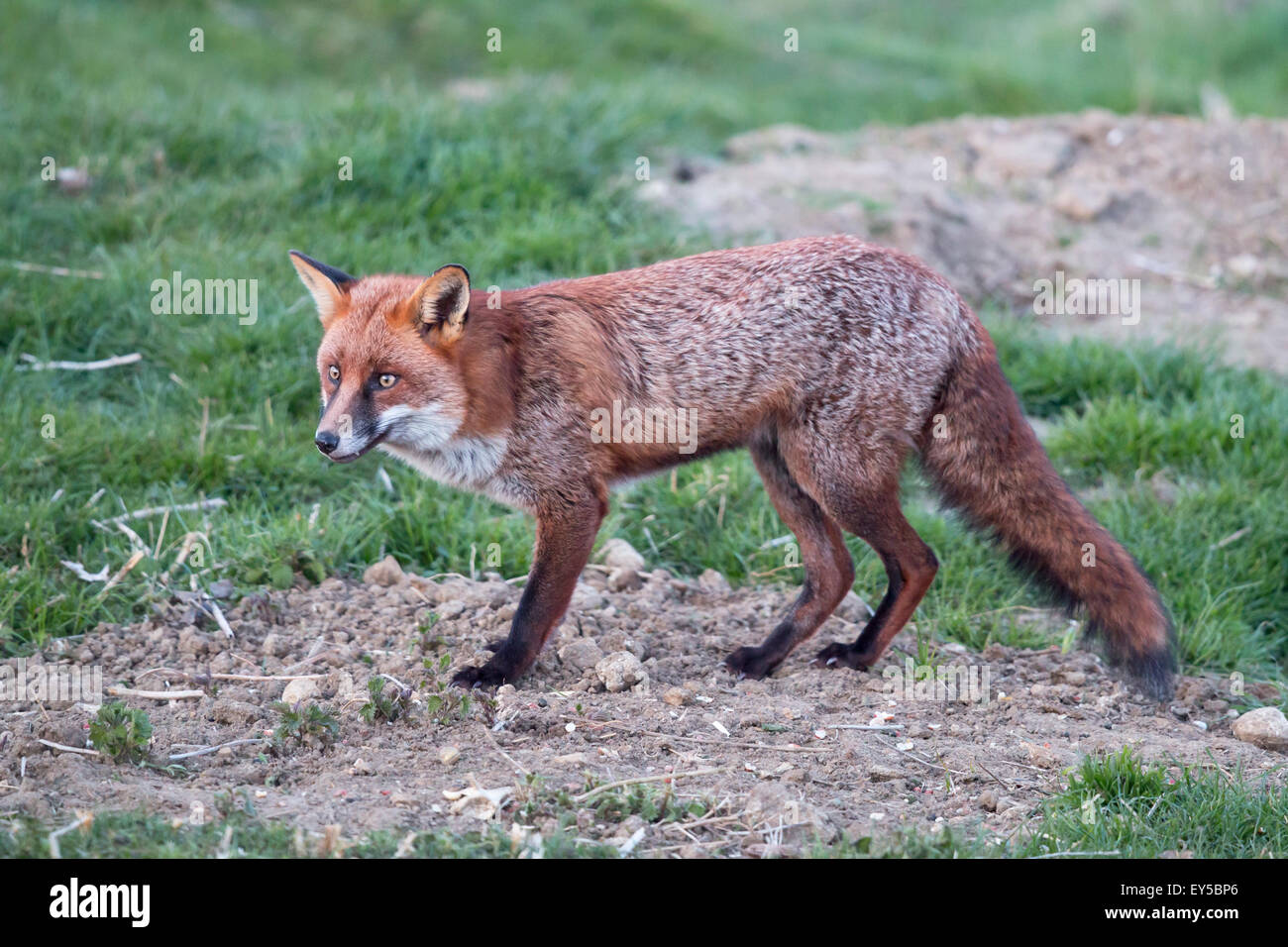 Red Fox listening at spring - GB Stock Photo - Alamy