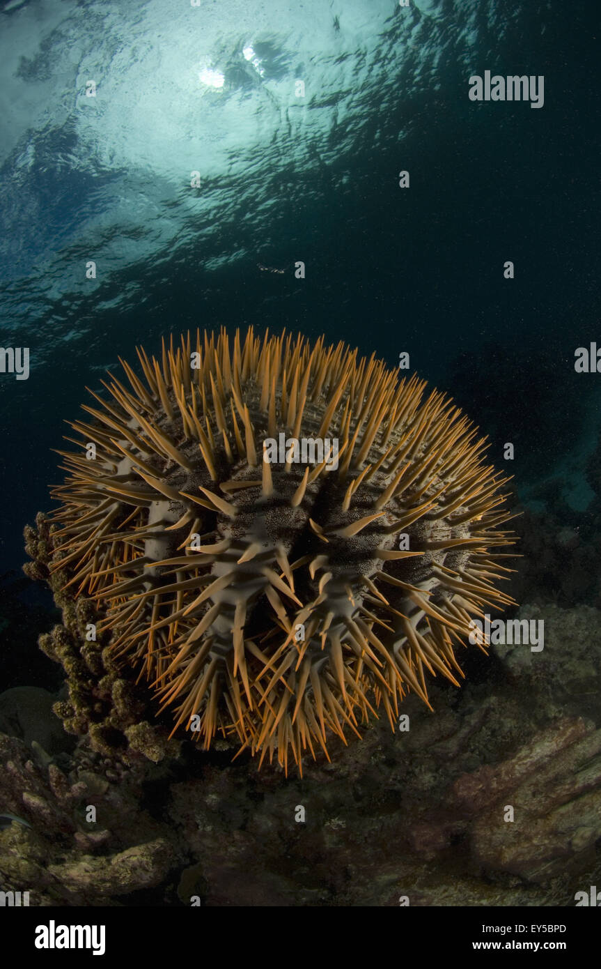 Crown of thorn Sea Star on reef - New Caledonia Stock Photo - Alamy