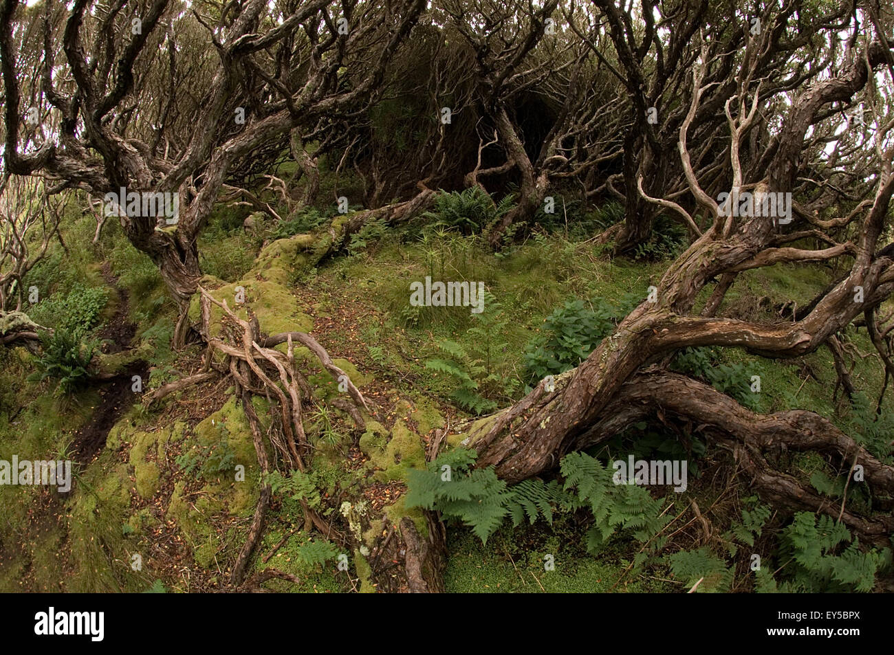 Stunted Rata forest - Enderby Island New Zealand Stock Photo - Alamy