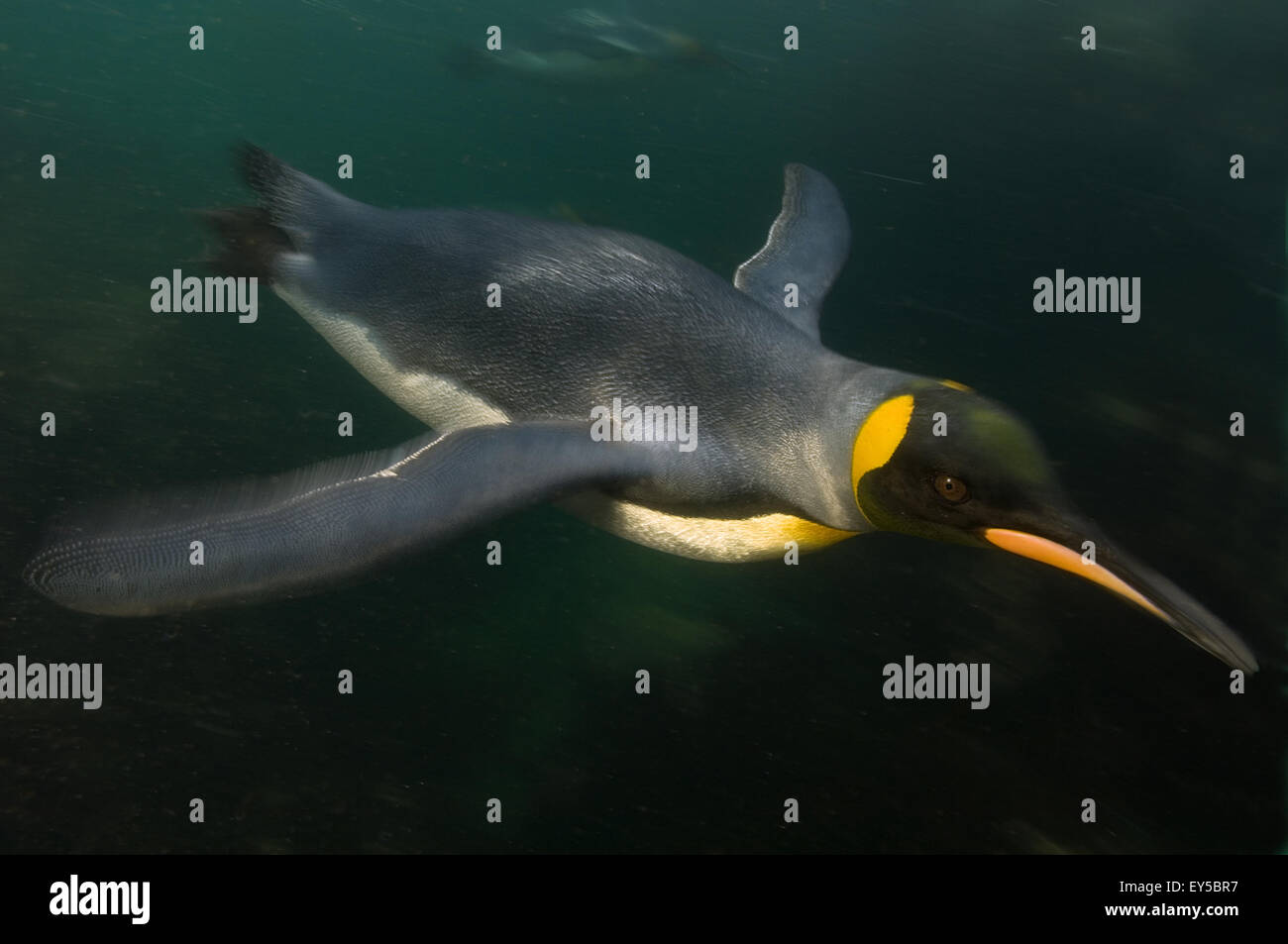 King penguin under water - Maquarie Island Australia Stock Photo - Alamy