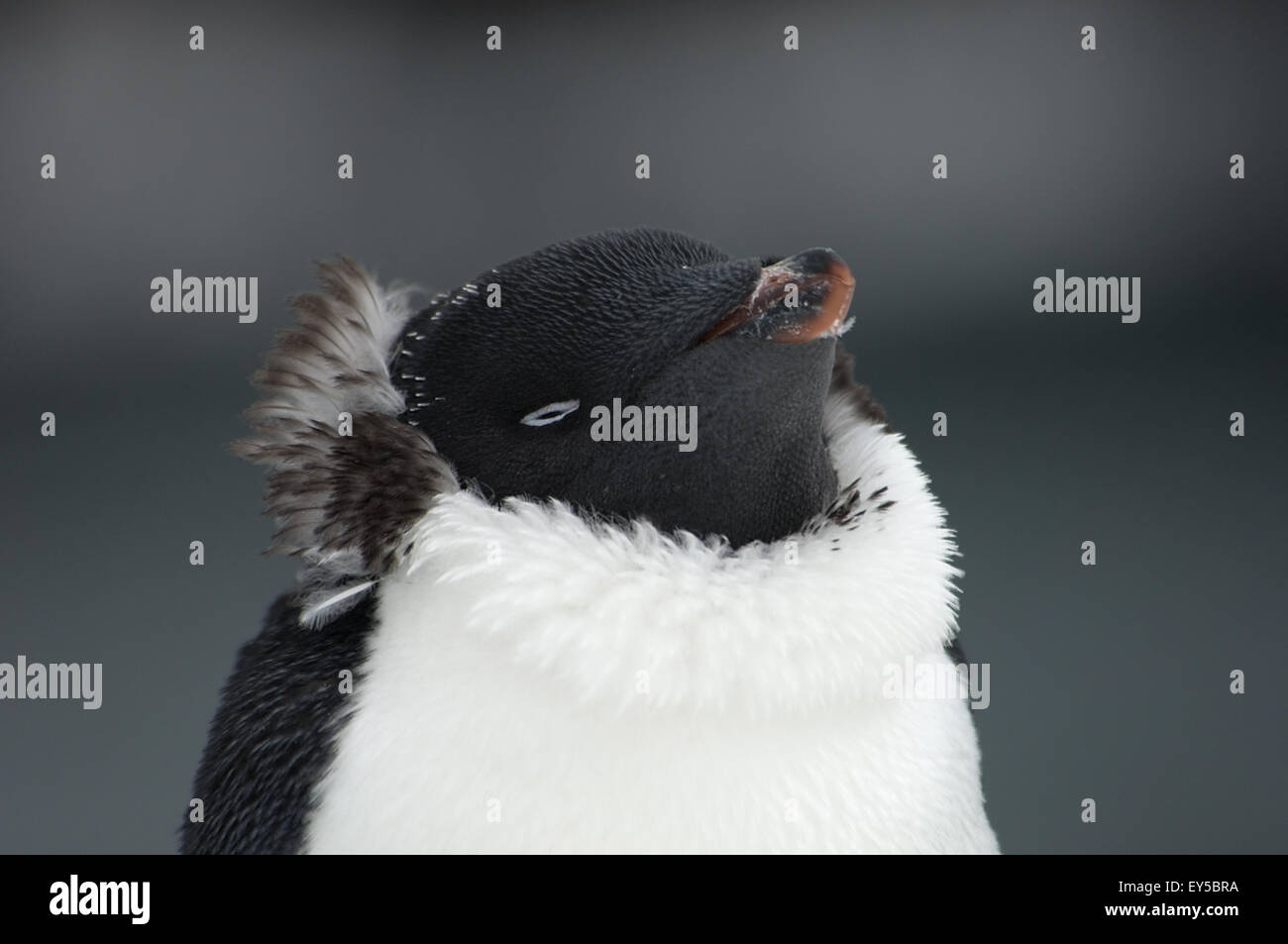 Adele penguin in moult - Ross Sea Antarctica Stock Photo - Alamy