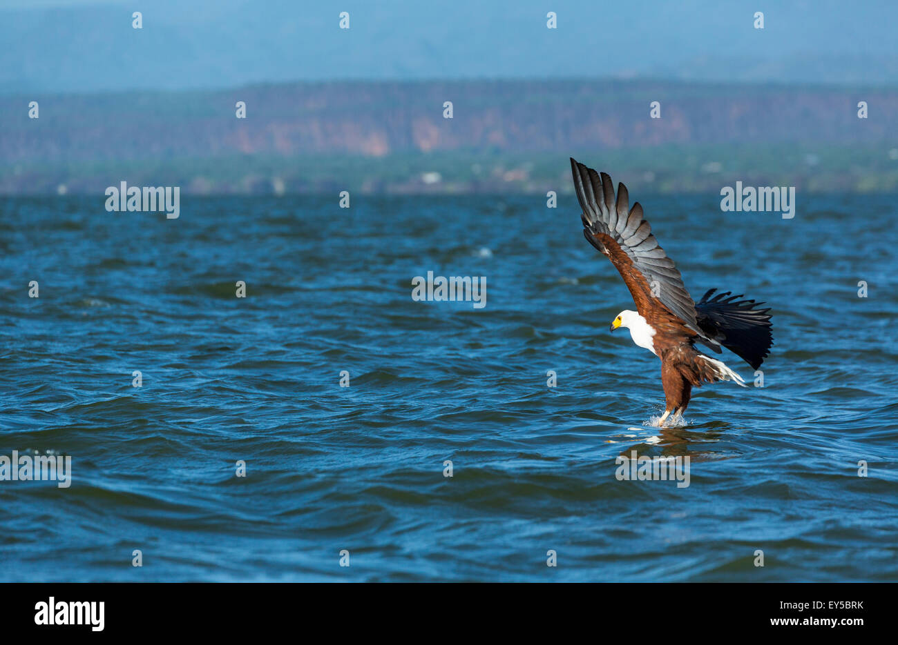 African fish eagle with a fish hi-res stock photography and images - Alamy