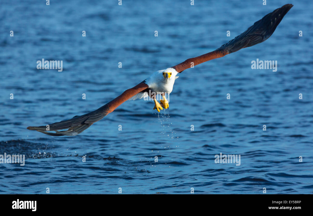 African fish eagle with fish hi-res stock photography and images - Alamy