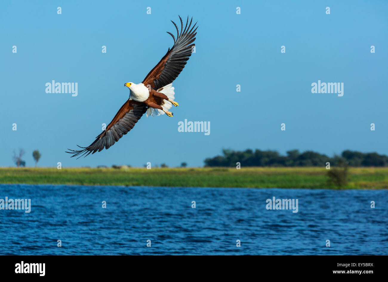 African Fish Eagle fishing in flight - Kenya Stock Photo - Alamy