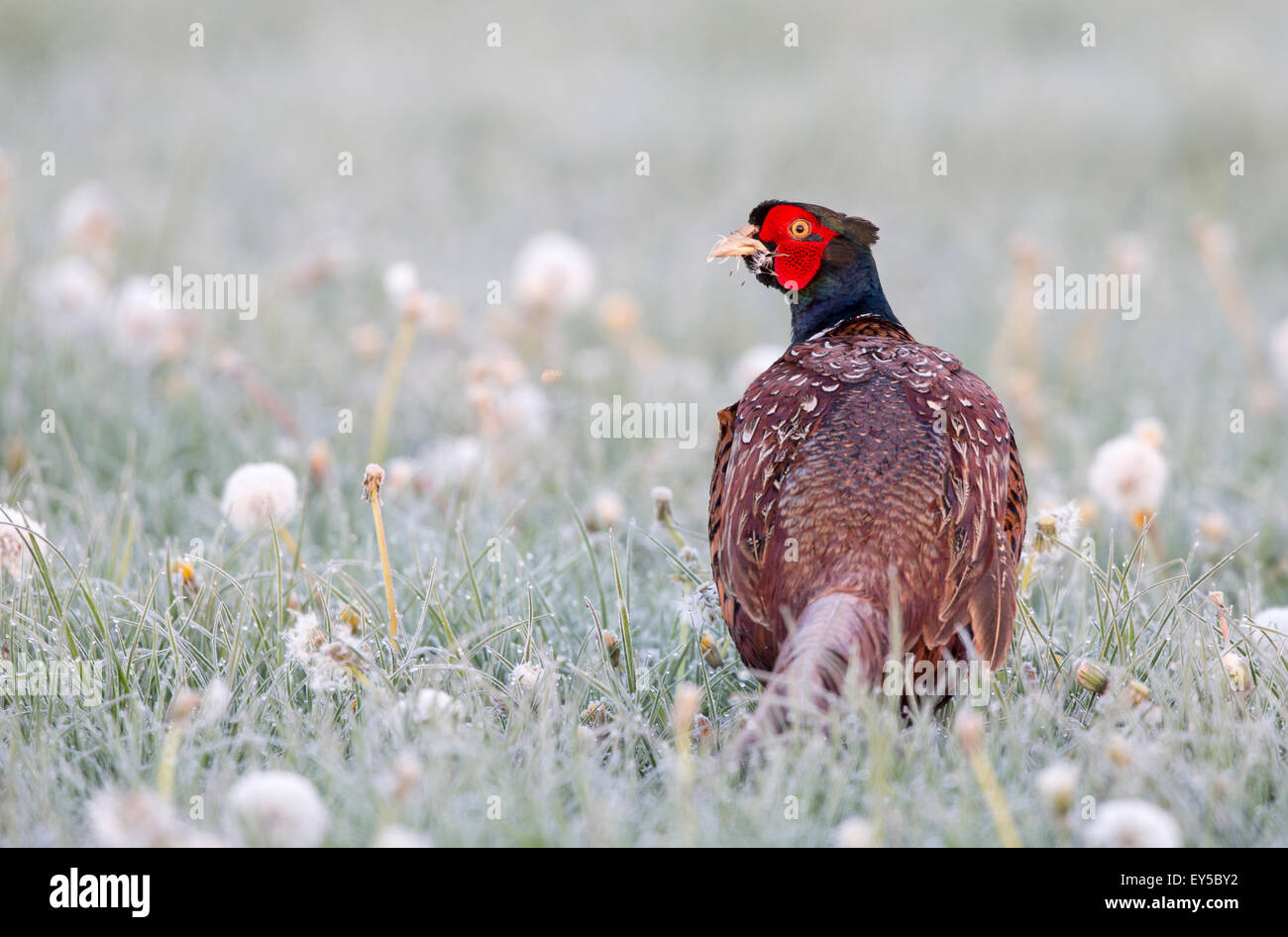 Male Pheasant in a frosty meadow at spring - GB Stock Photo - Alamy