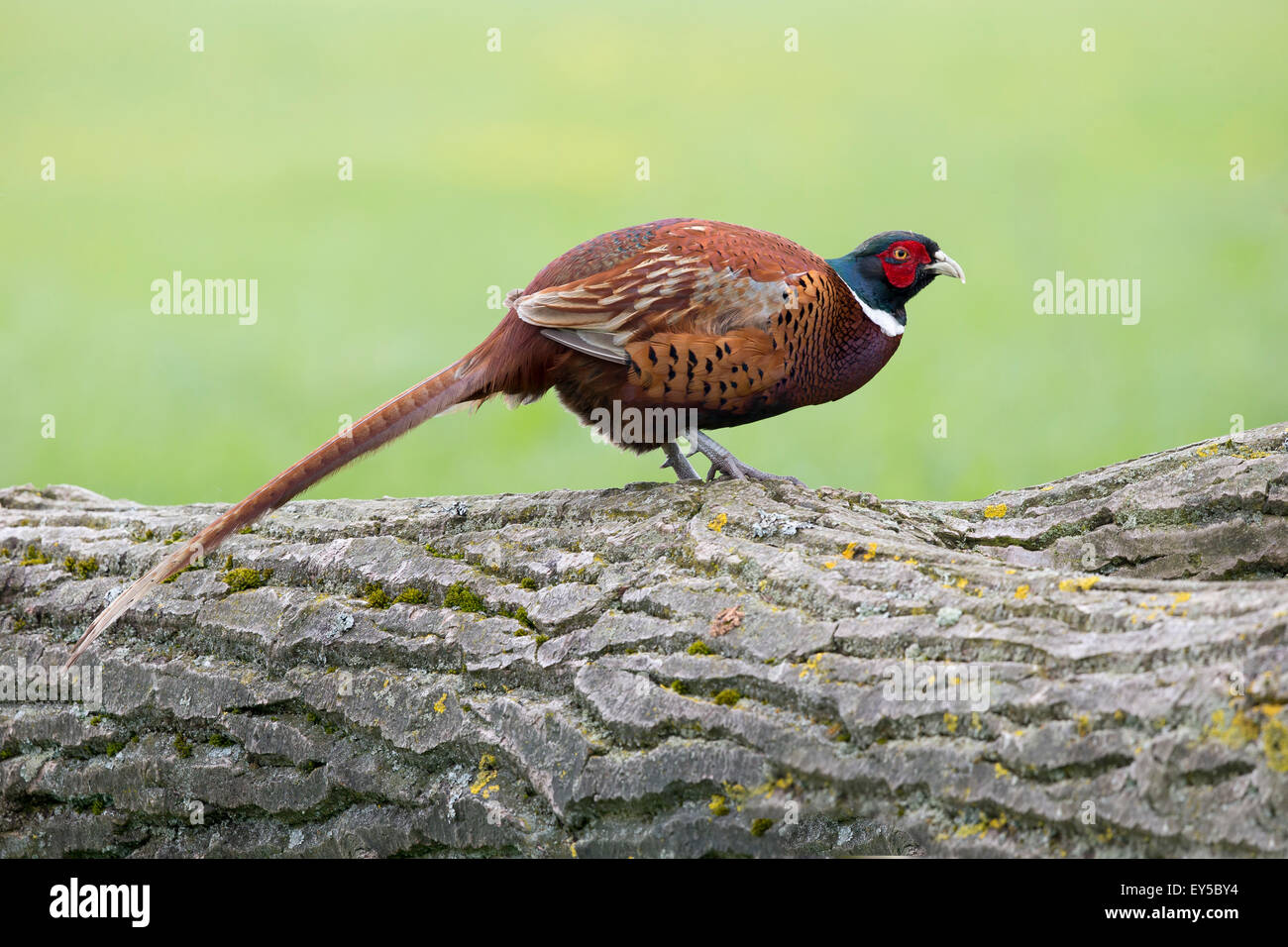 Male Pheasant a fallen tree at spring - GB Stock Photo - Alamy