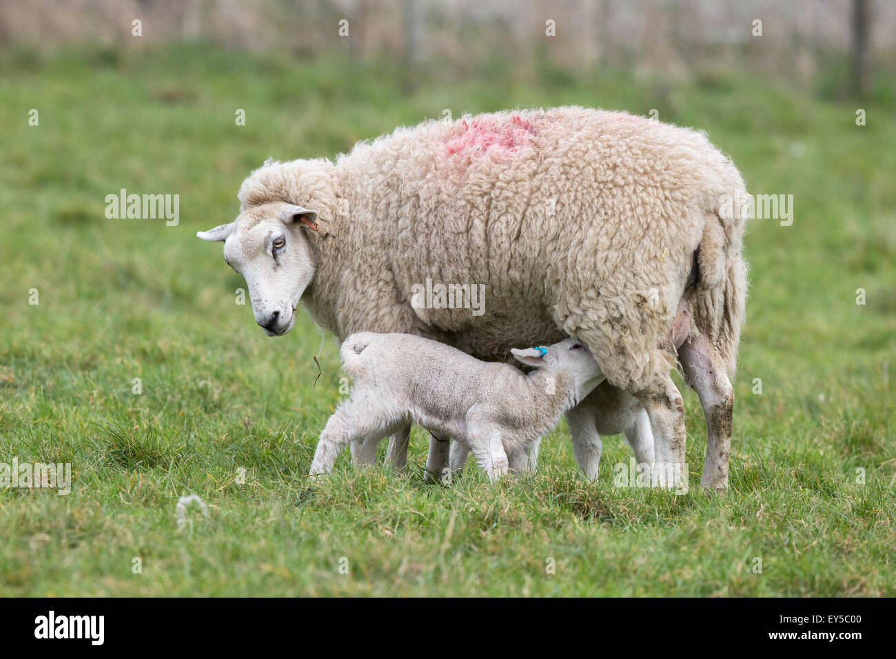 Sheep feeding her lamb in spring - GB Stock Photo - Alamy