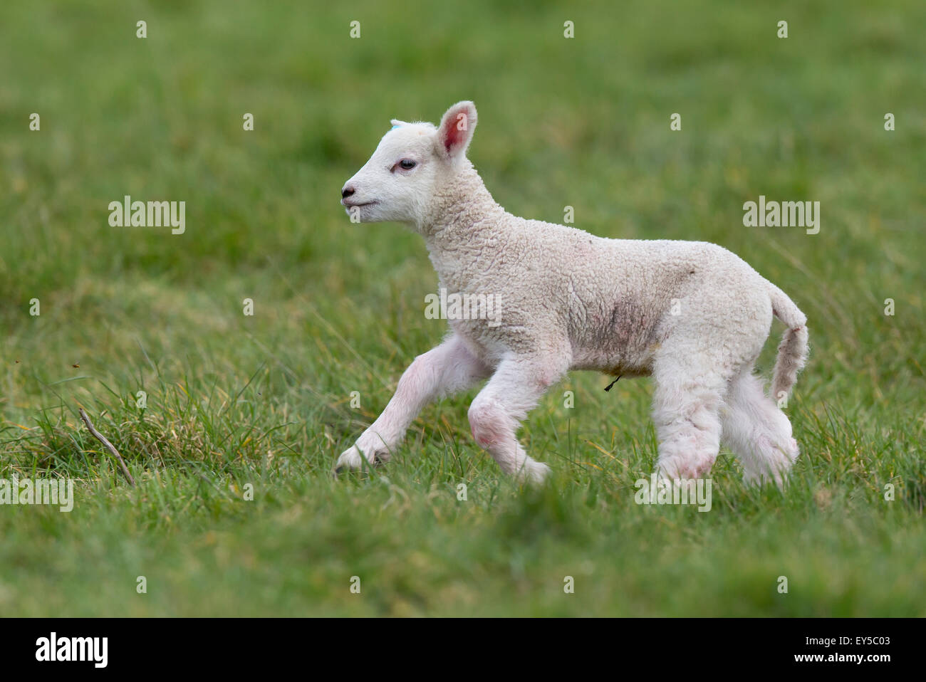 Lamb running in a meadow in spring - GB Stock Photo - Alamy