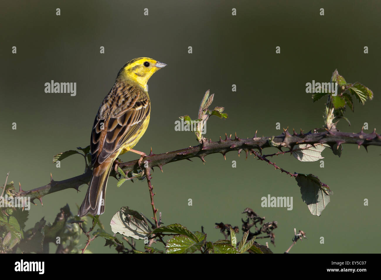 Bird bramble hi-res stock photography and images - Alamy